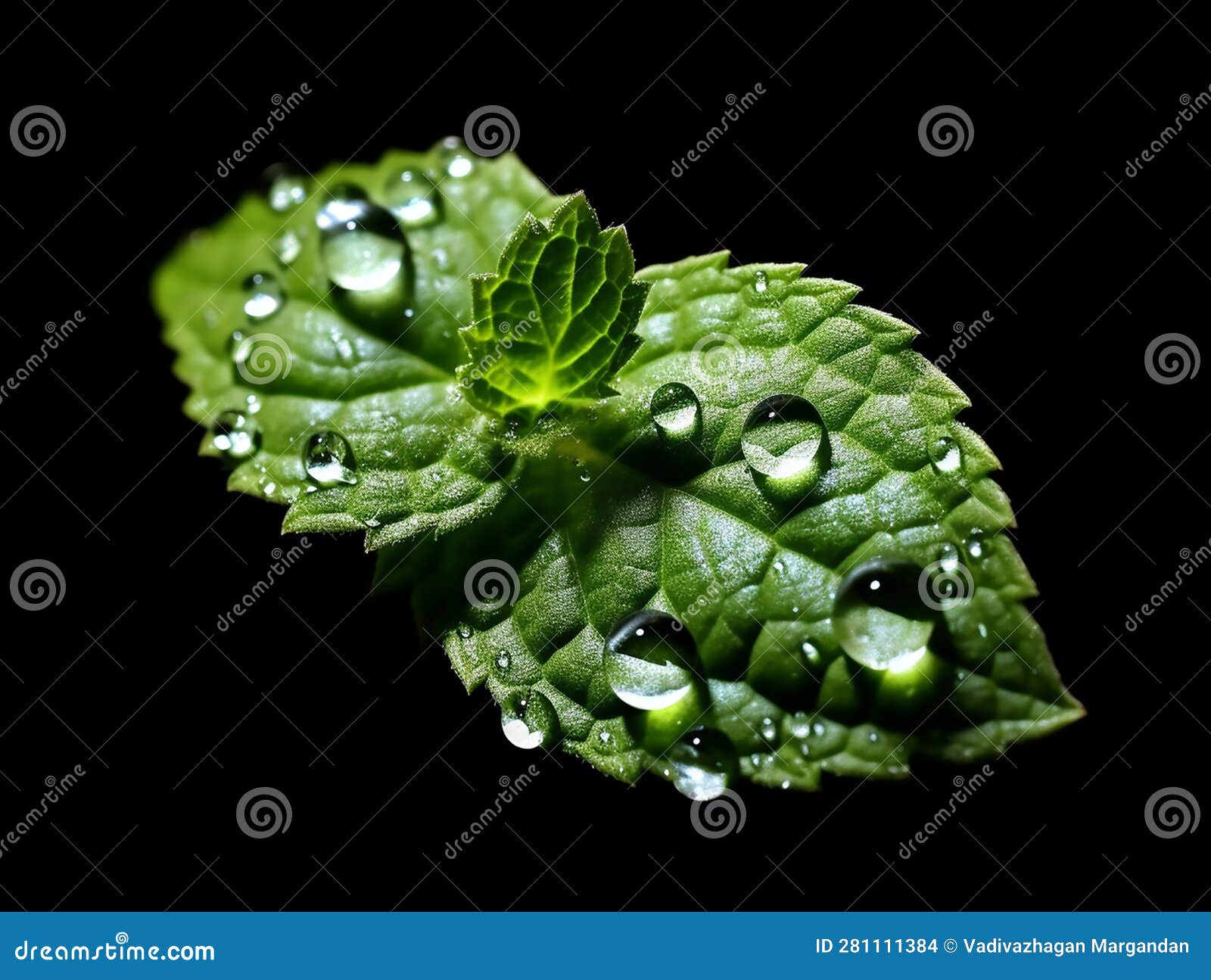Mint with water drop stock illustration. Illustration of fall - 281111384
