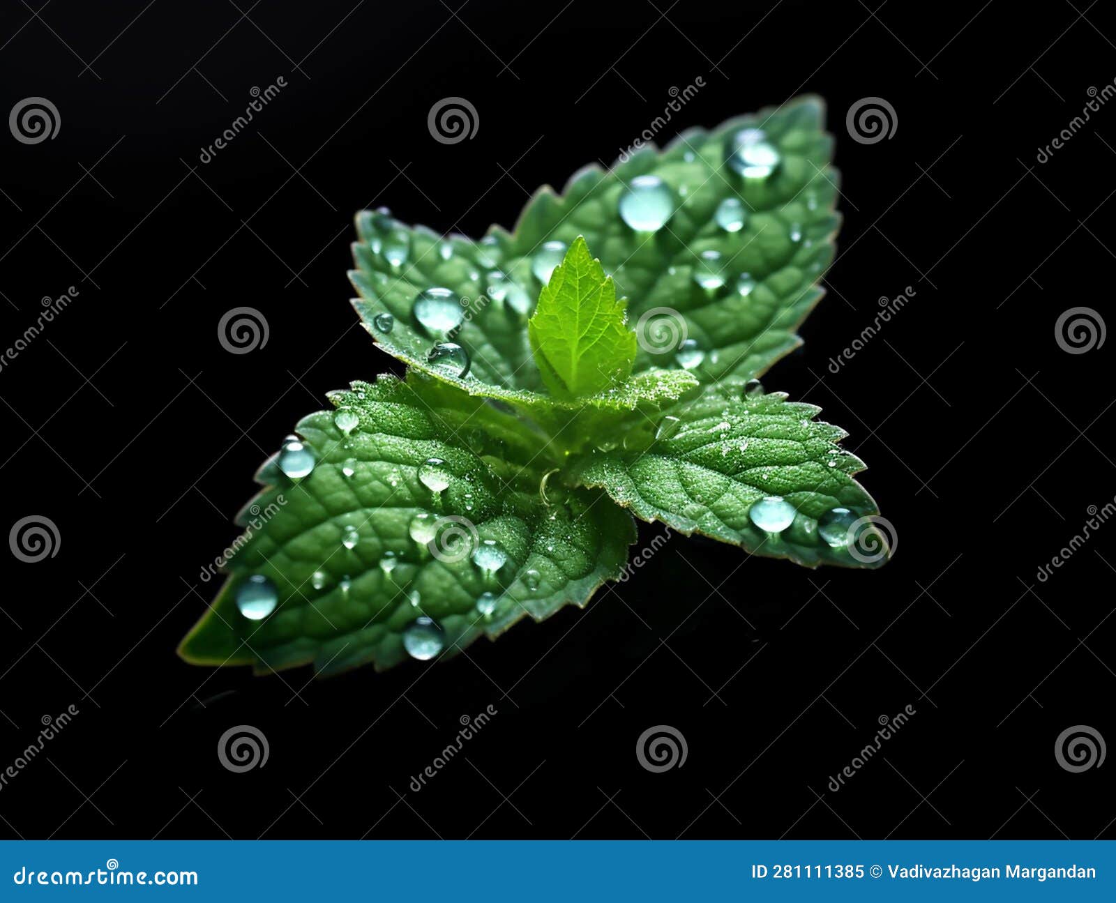 Mint with water drop stock illustration. Illustration of leaf - 281111385