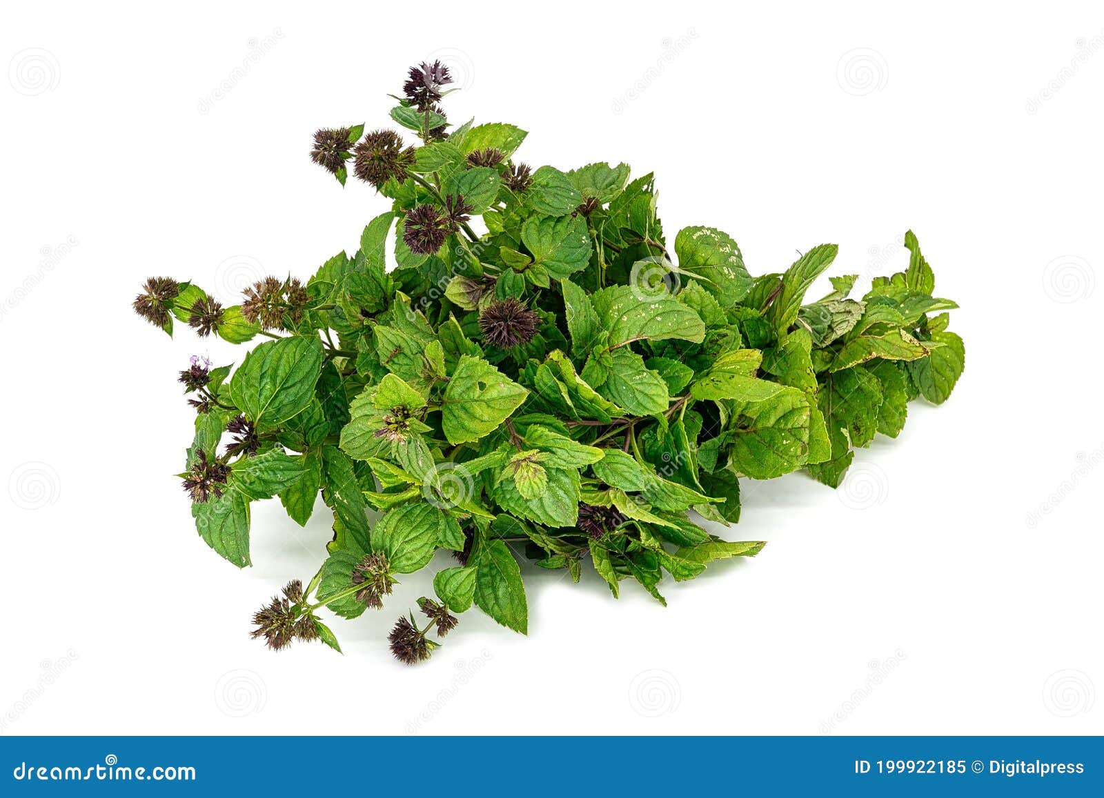 Mint on White Background stock image. Image of nature - 199922185