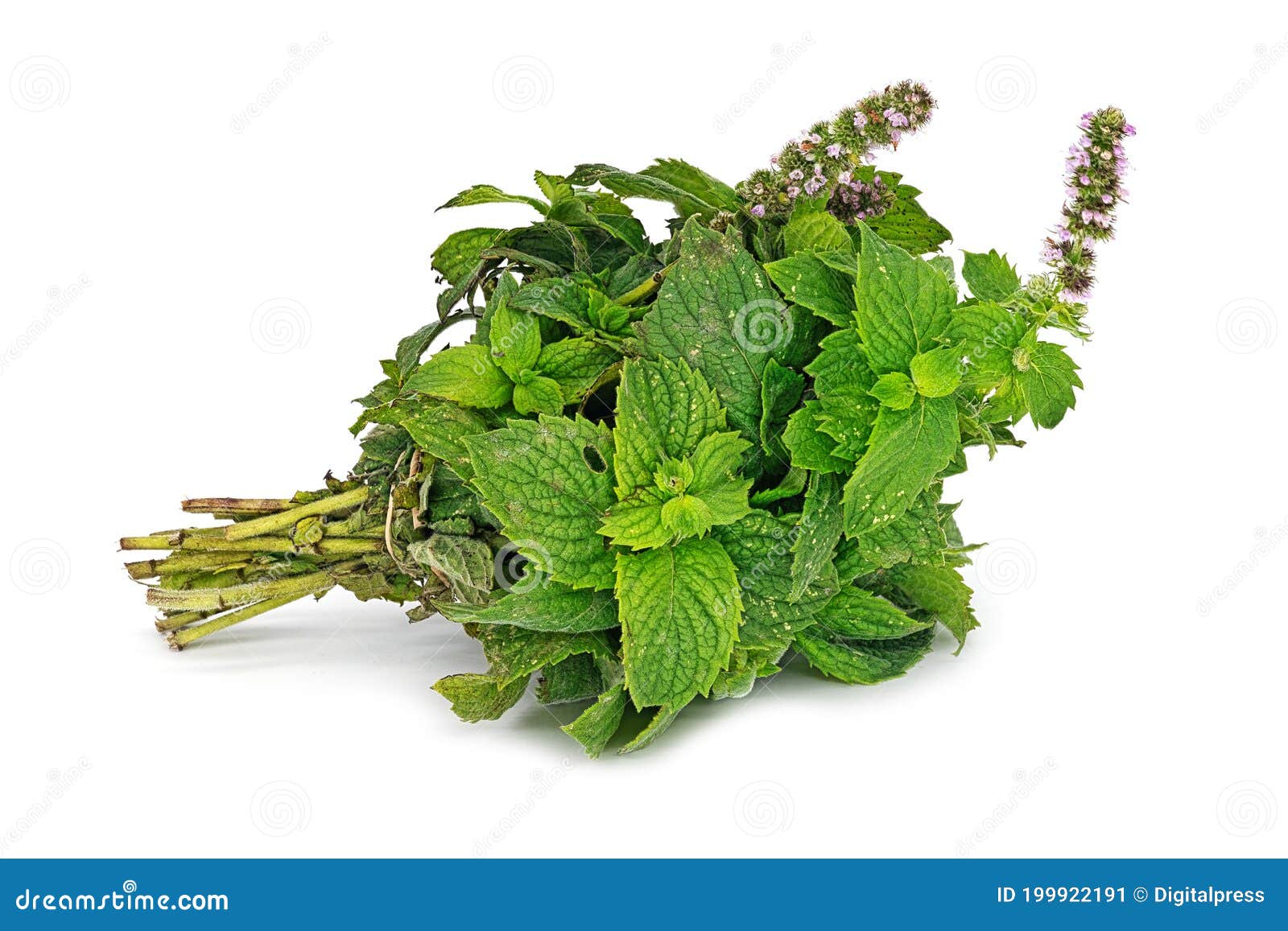 Mint on White Background stock image. Image of close - 199922191