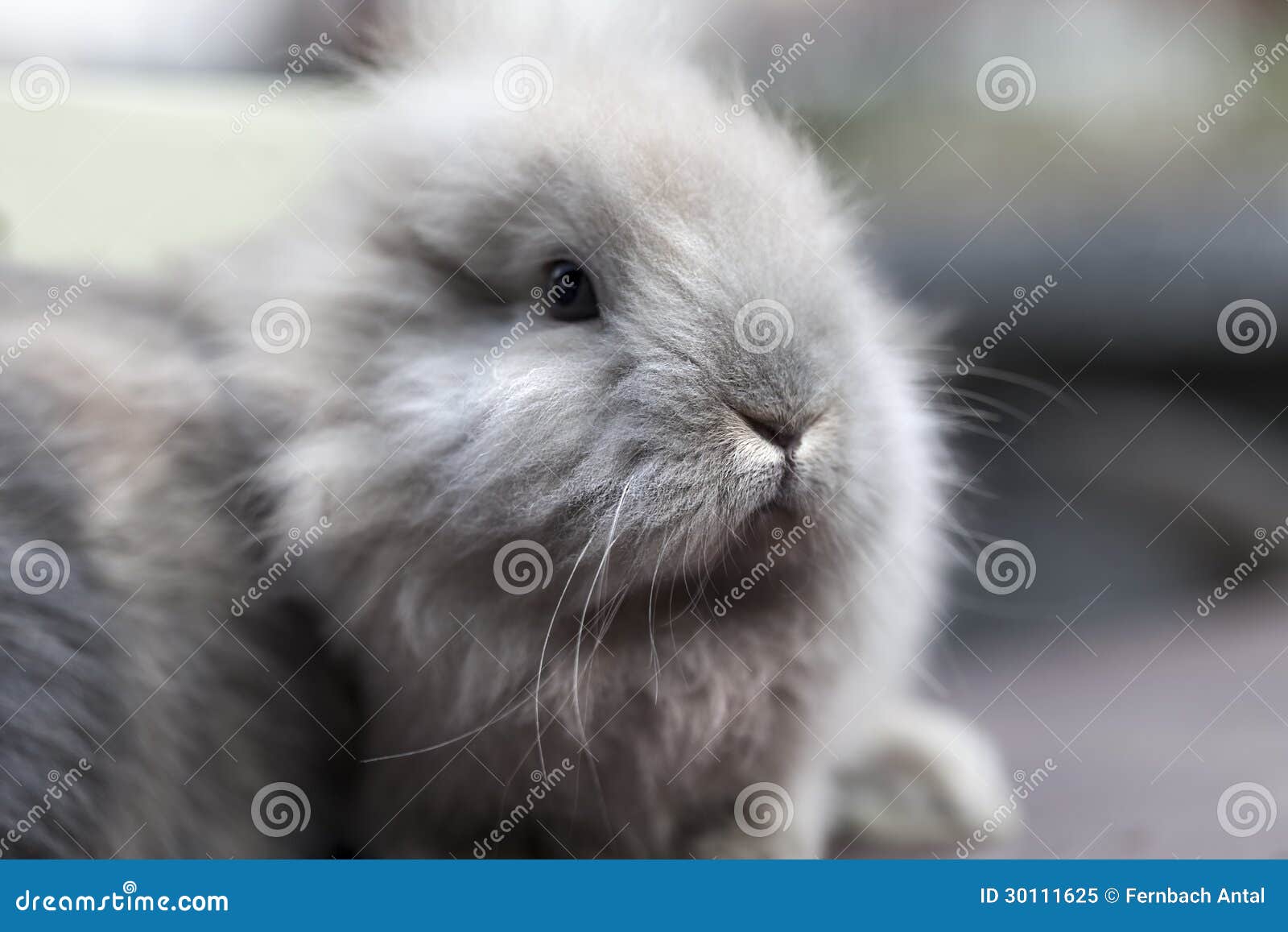 Small rabbit stock image. Image of friendly, hairy, farm - 30111625
