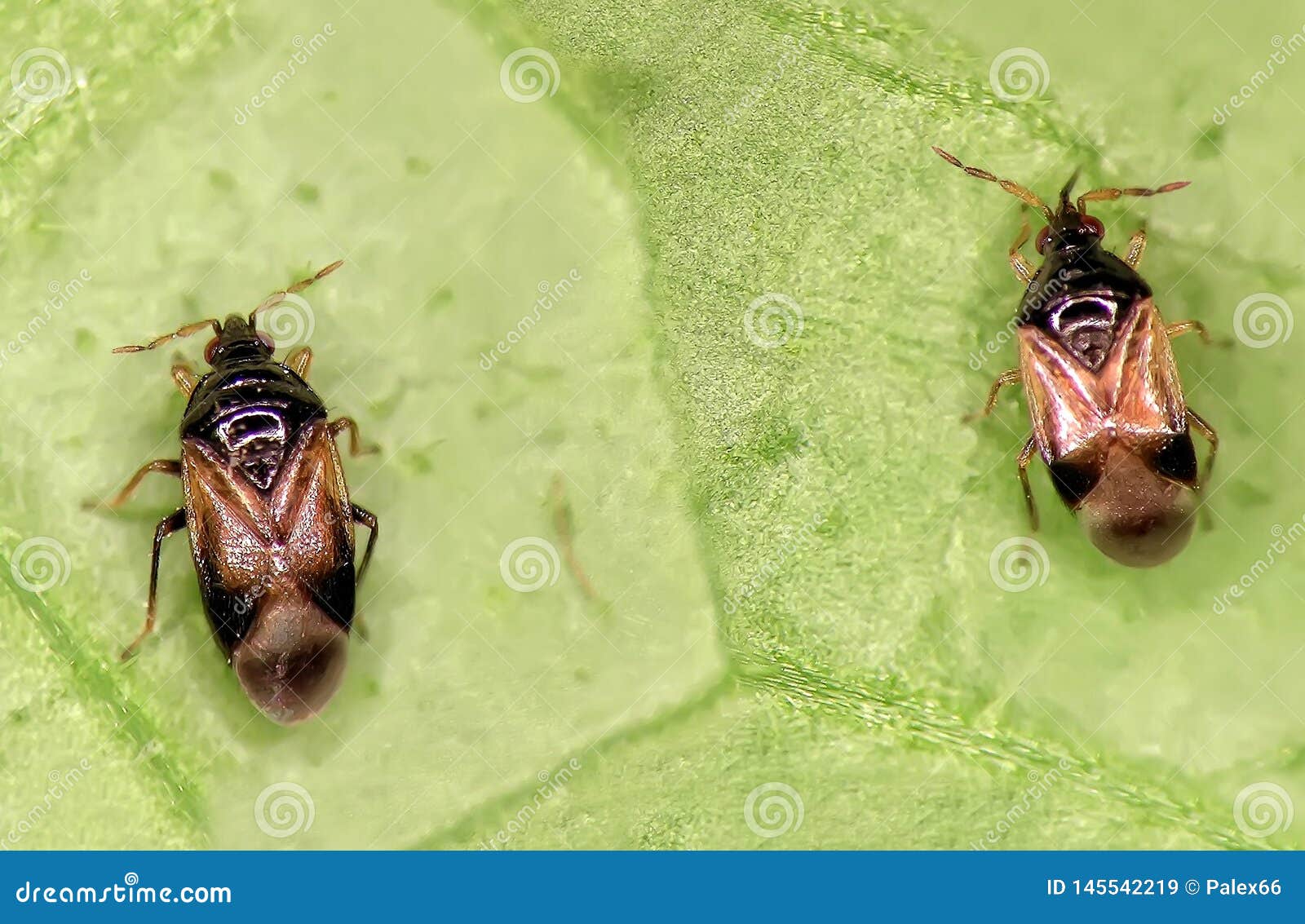 Minute pirate bug stock image. Image of biology, anthocoridae - 145542219