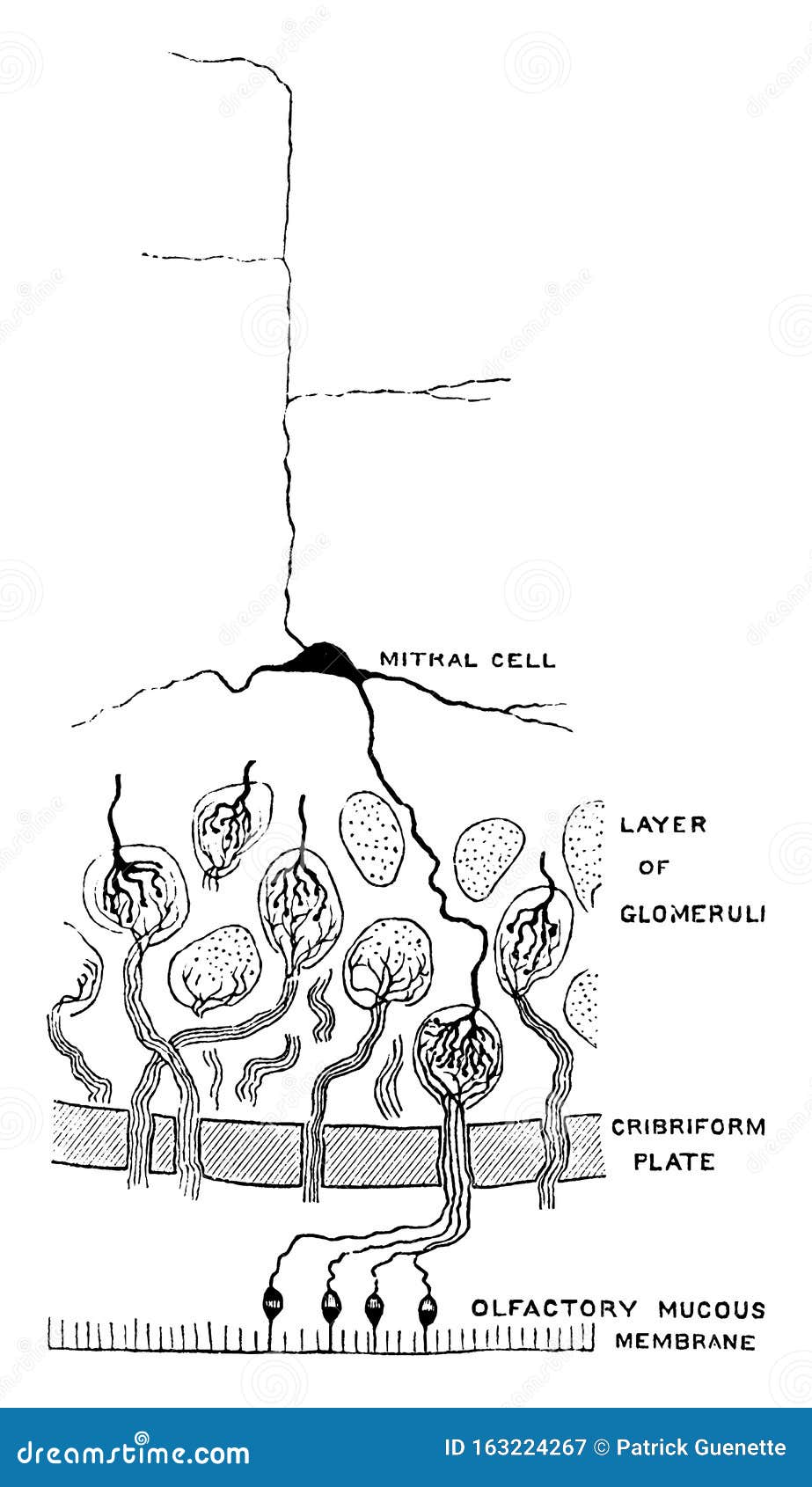 Minute Structure of Olfactory Bulb, Vintage Illustration Stock Vector ...