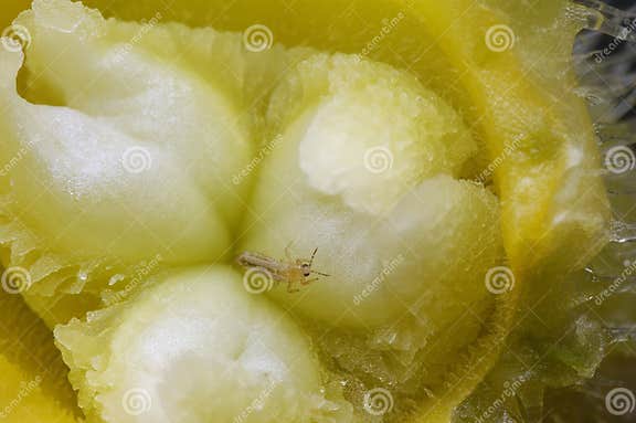 Minute Thunderbug on the Growth Stock Image - Image of tiny, pest: 12382717