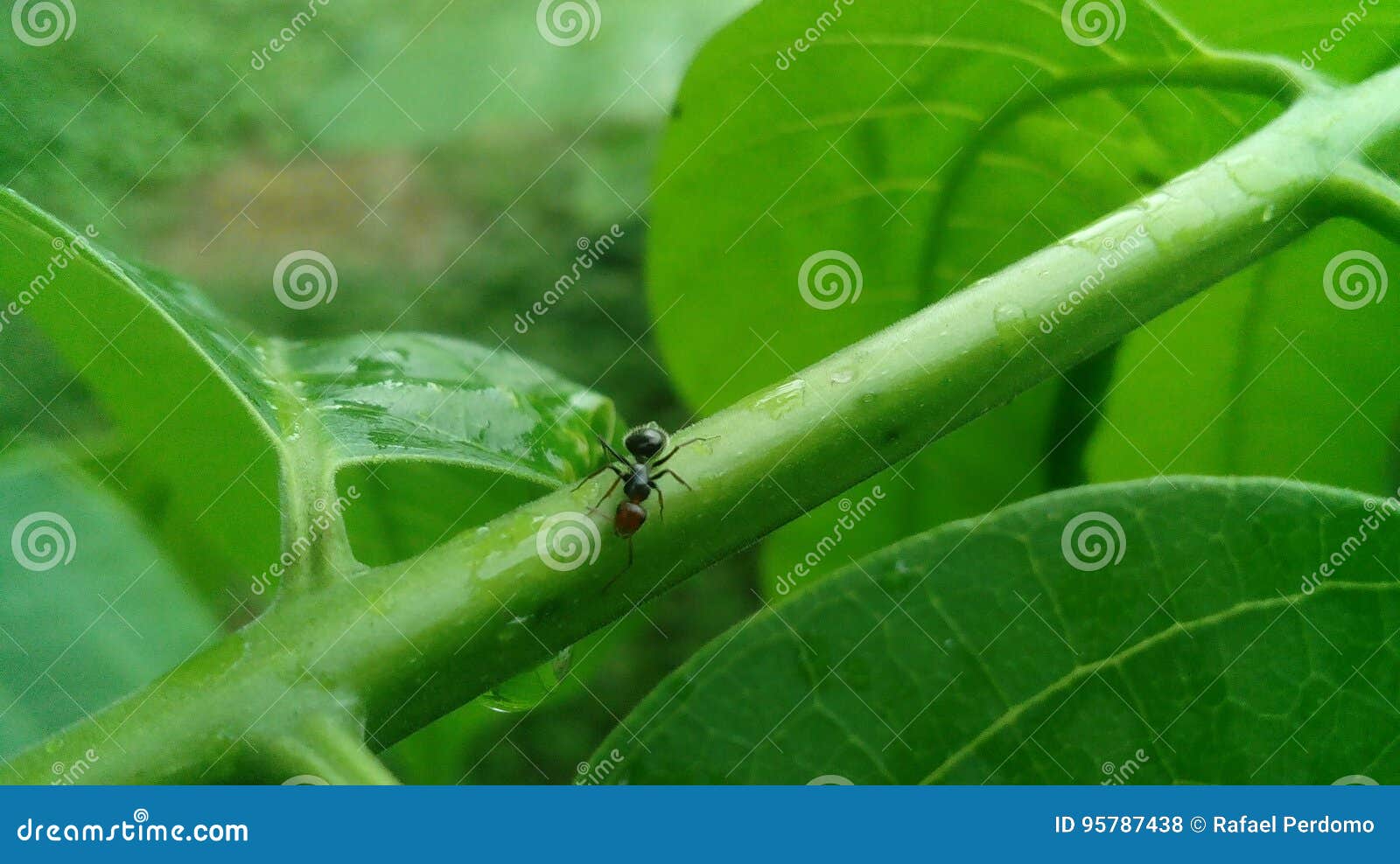 Minute view of ant alone stock photo. Image of light - 95787438