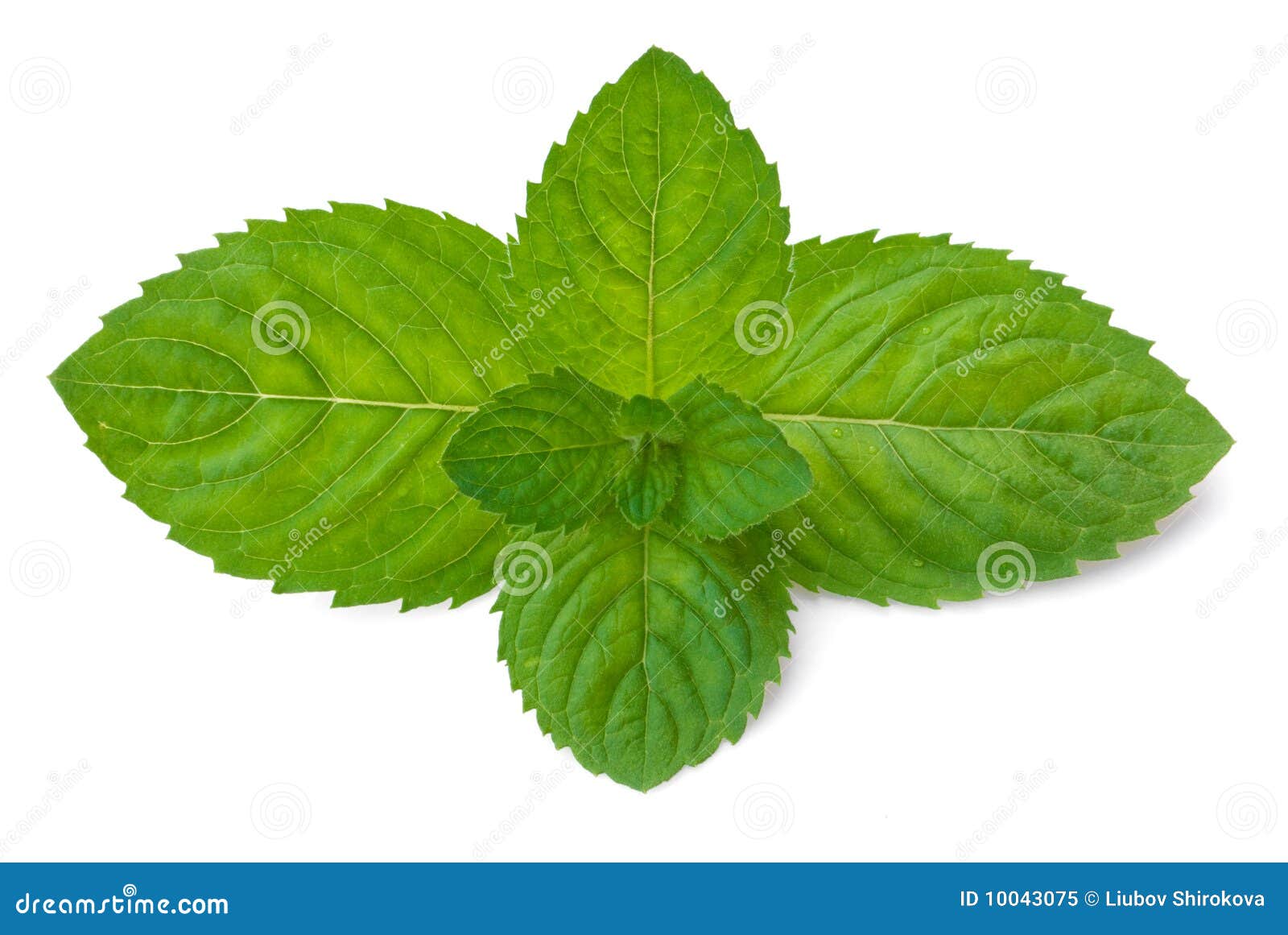 Minze stockbild. Bild von blatt, spearmint, betrieb, gewürze - 10043075