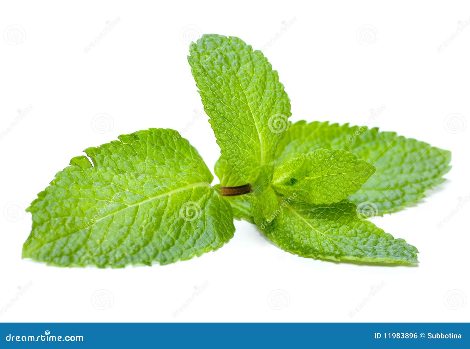 Minze stockfoto. Bild von rand, blätter, grün, hintergründe - 11983896