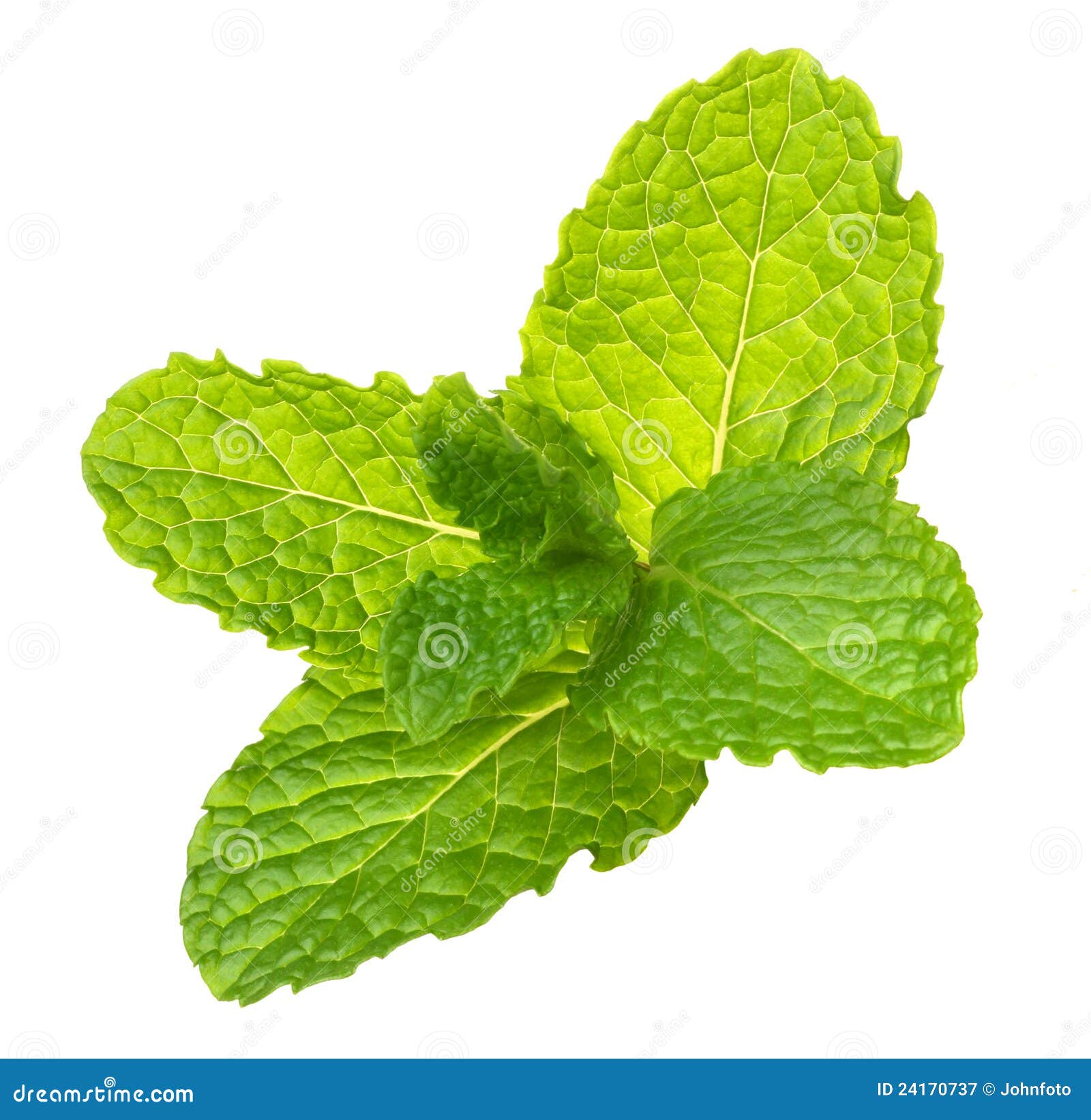 Minze stockbild. Bild von kraut, grün, aroma, geruch - 24170737