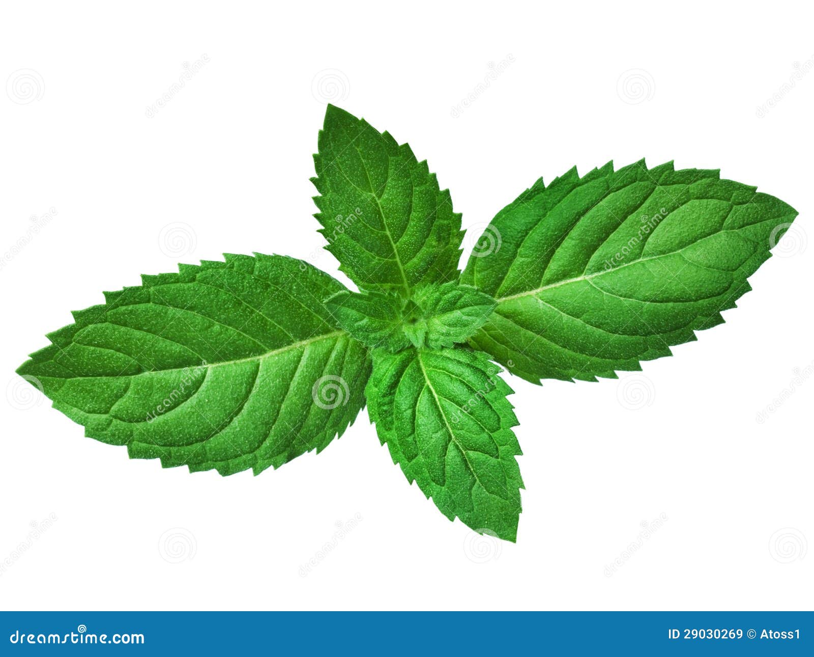 Minze stockbild. Bild von frech, üppig, sonderkommando - 29030269