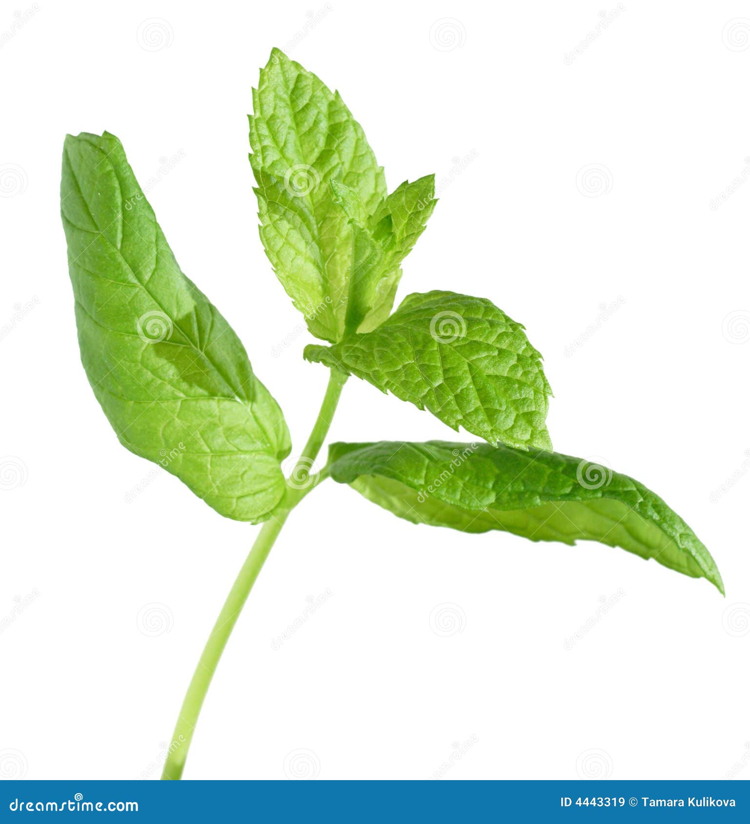 Minze stockbild. Bild von wachstum, betrieb, zweig, frech - 4443319