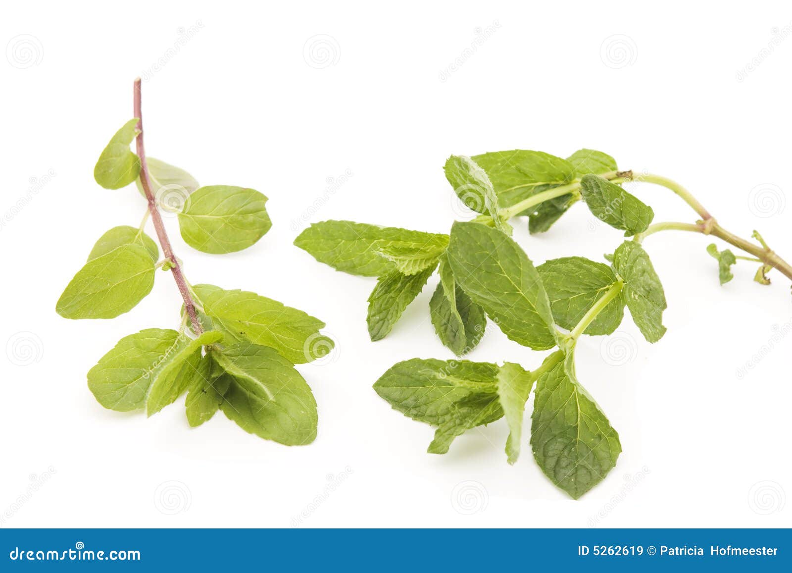 Minze stockbild. Bild von bestandteil, gesund, rezept - 5262619