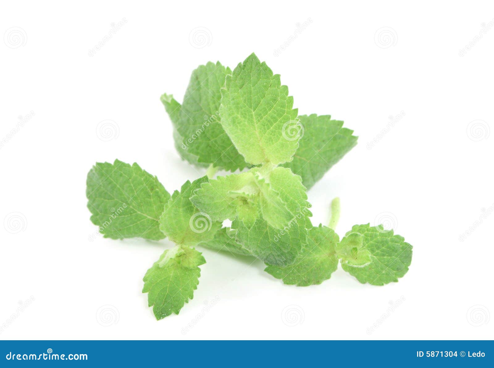 Minze stockfoto. Bild von saatgut, vitamine, betrieb, gras - 5871304