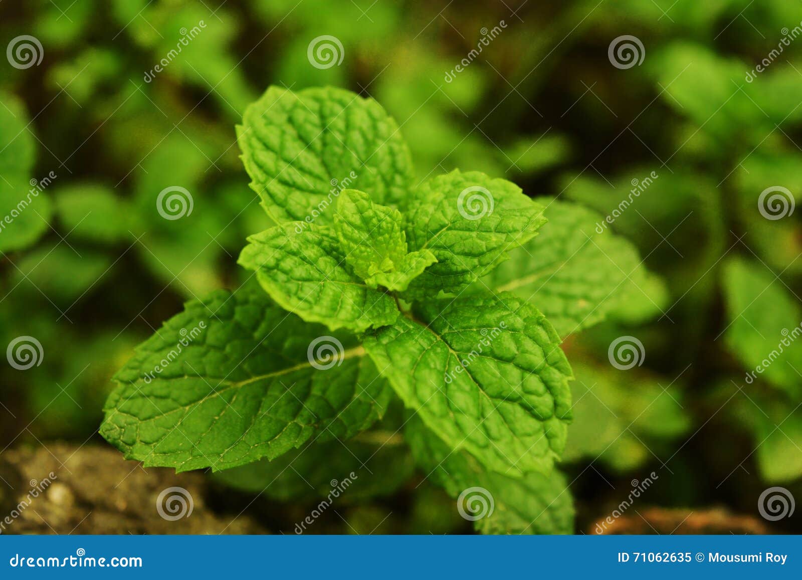 Minze stockbild. Bild von blatt, aromatisch, pfefferminz - 71062635