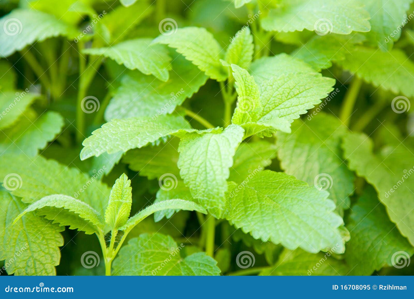 Minze - menthe stock image. Image of garden, muenzentee - 16708095