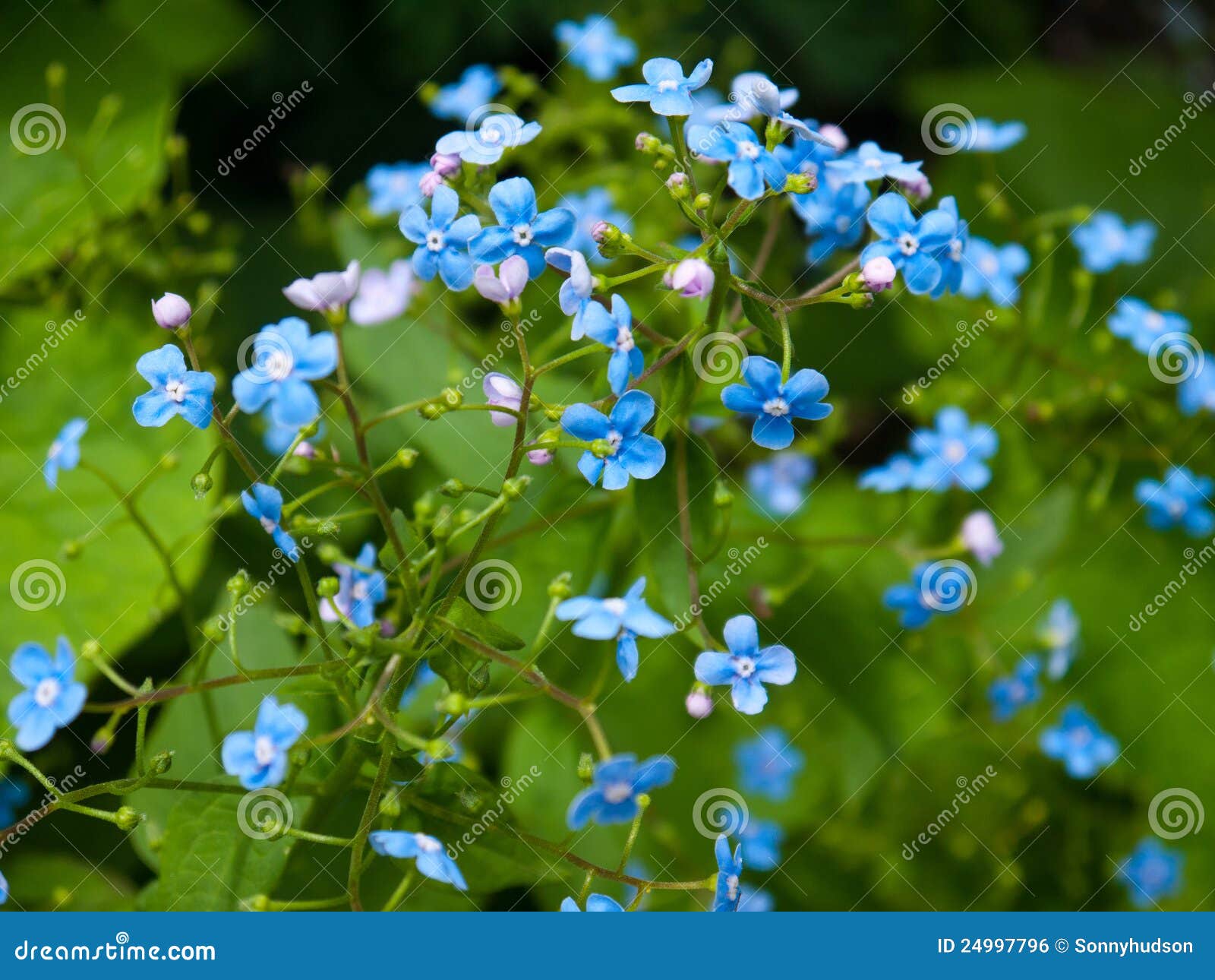 Miosótis foto de stock. Imagem de florescência, mola - 24997796