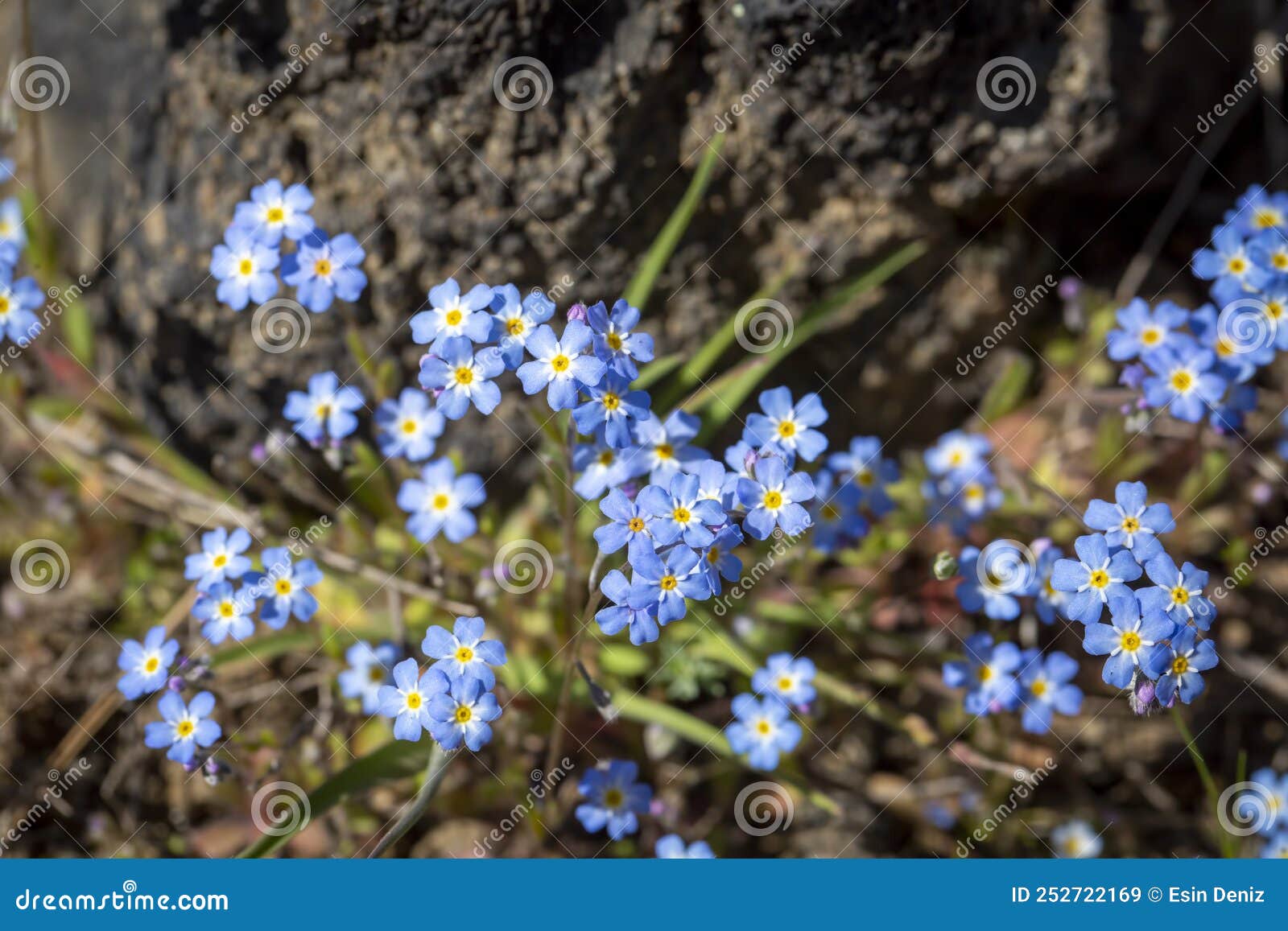 Miosotis Scorpioides True O Water Olvigetmenot Imagen de archivo ...