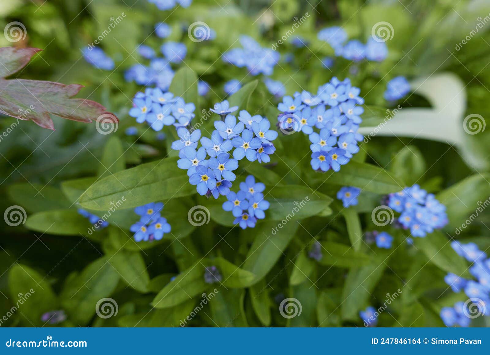 Miosotis sylvatica en flor foto de archivo. Imagen de flora - 247846164