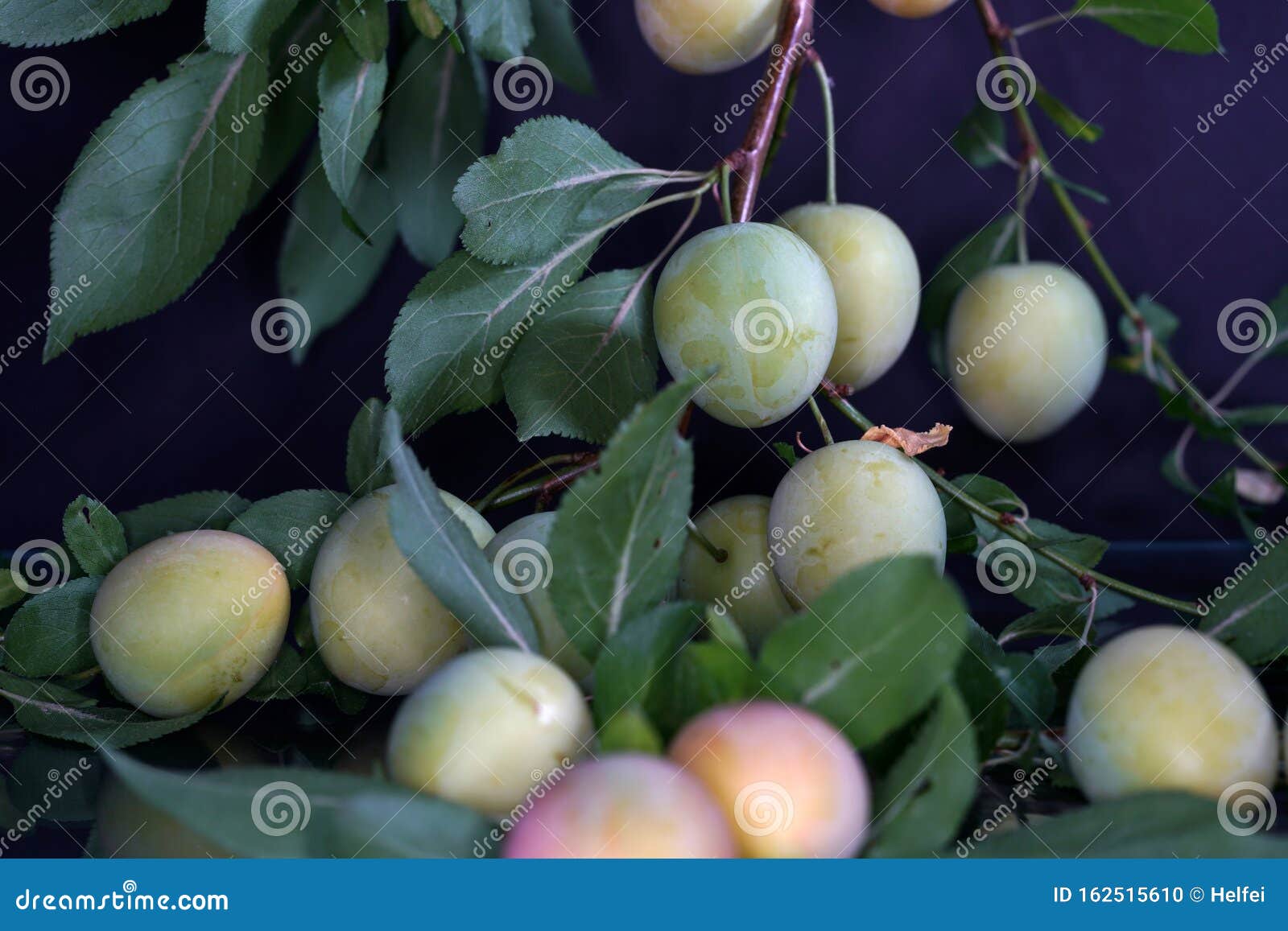 The Mirabelle, Also Called Yellow Plum, is a Subspecies of the Plum ...