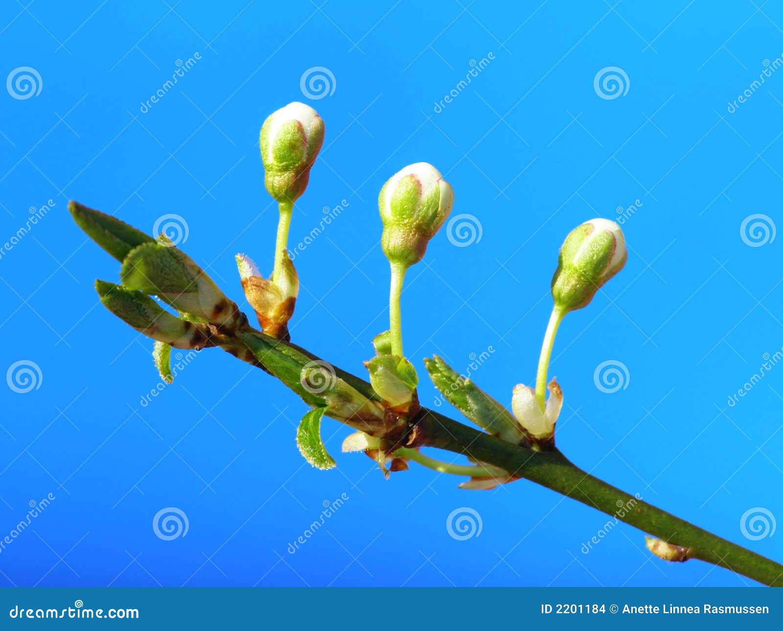 Mirabelle flower stock photo. Image of flower, hope, outdoor - 2201184