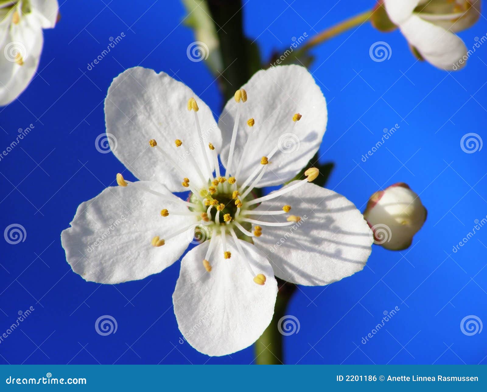 Mirabelle flower stock photo. Image of outdoor, spring - 2201186