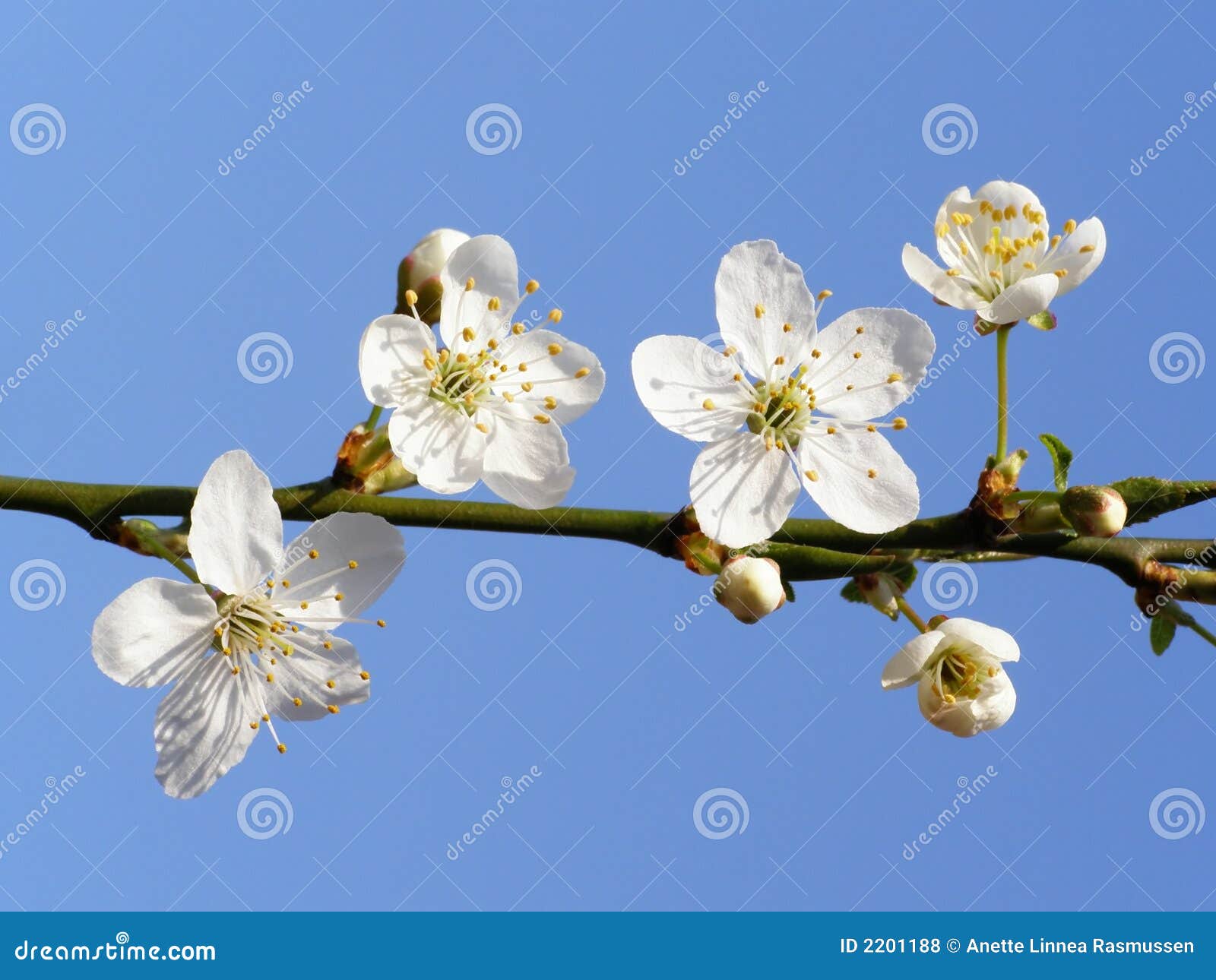 Mirabelle flower stock photo. Image of spring, blue, mirabelle - 2201188