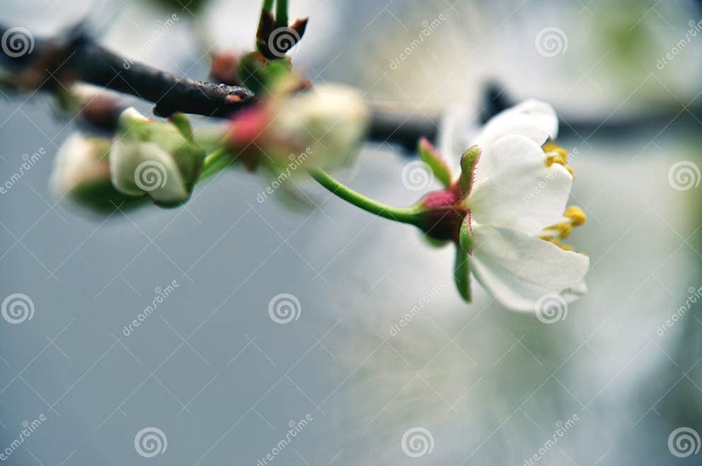 Mirabelle Flower Fully Bloomed on a Branch in Spring White Flower Stock ...