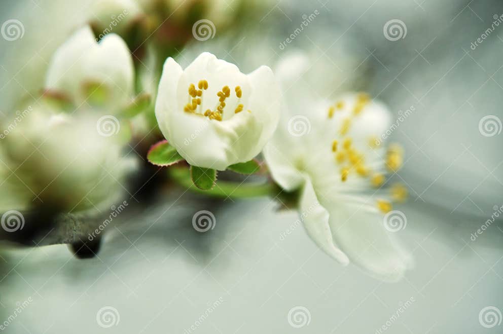 Mirabelle Flower Fully Bloomed on a Branch in Spring White Flower Stock ...