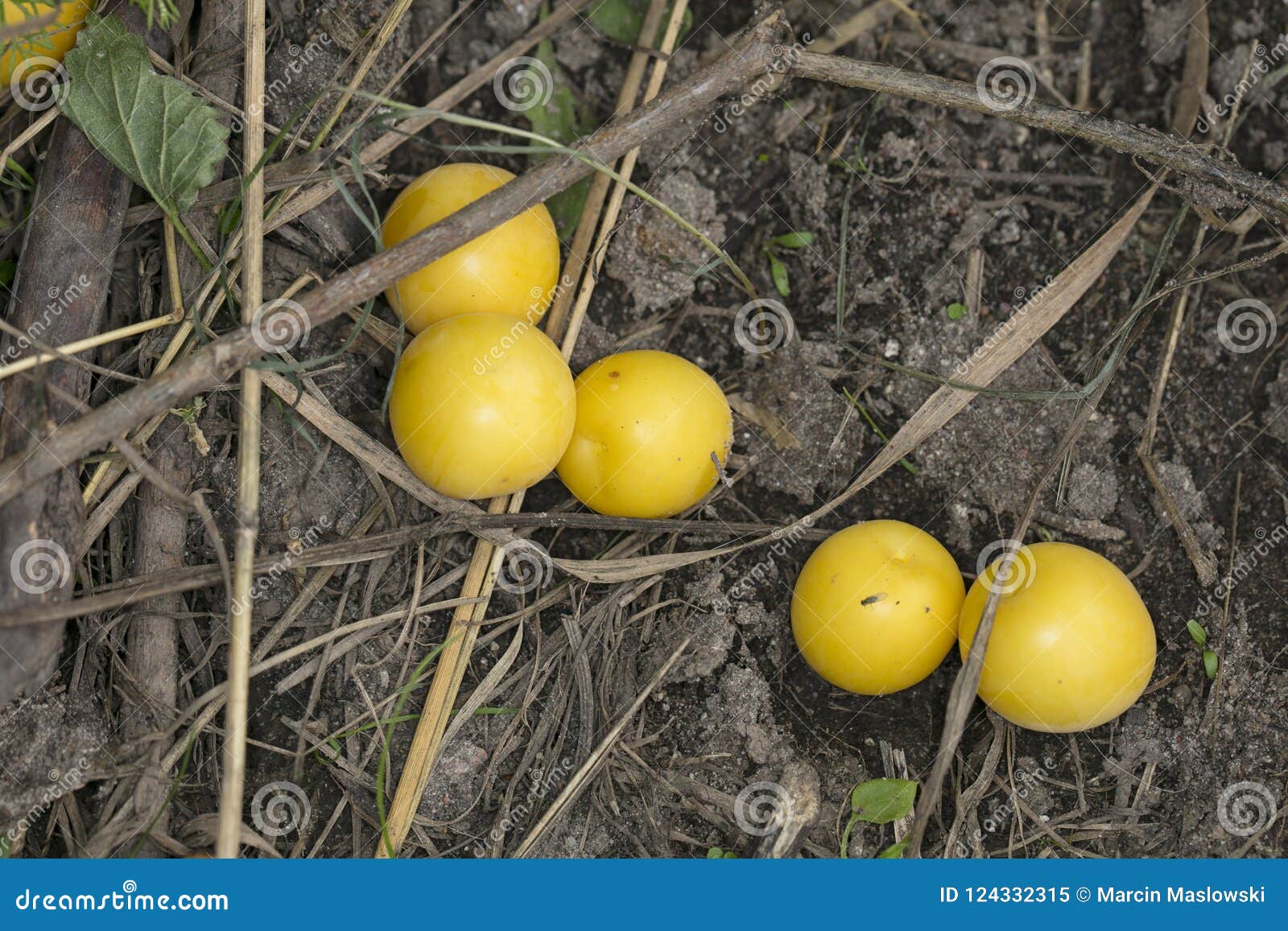 Mirabelle Fruit is on the Ground Stock Image - Image of diet, group ...