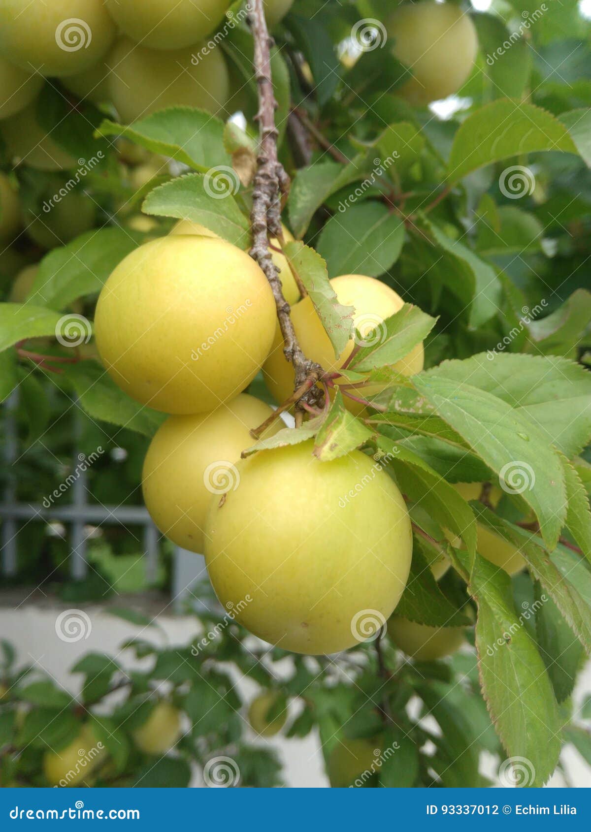 Mirabelle plum. stock photo. Image of branch, fruit, leaves - 93337012