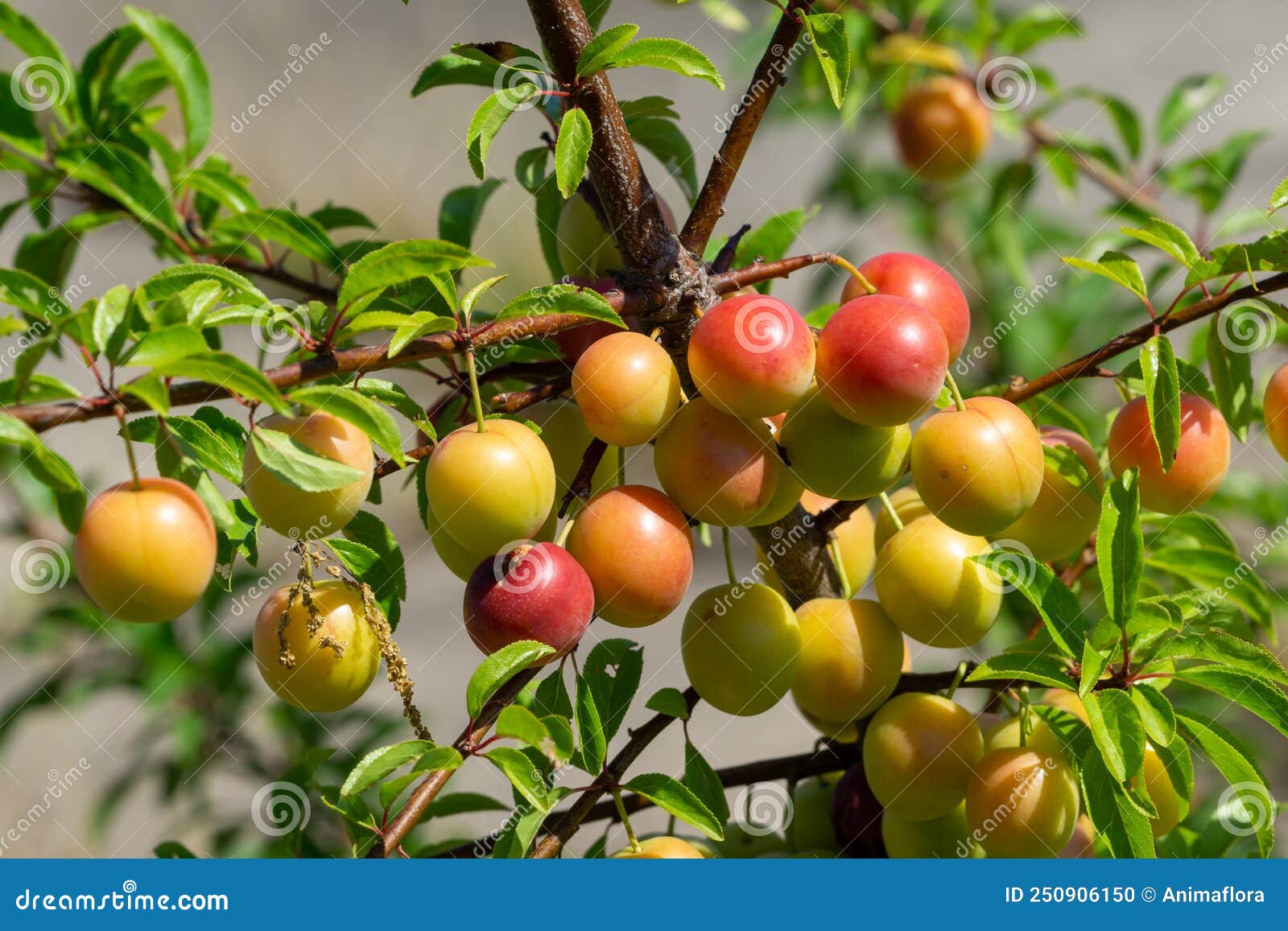 Mirabelle Plum Prunus Domestica Subsp Stock Photo - Image of nature ...