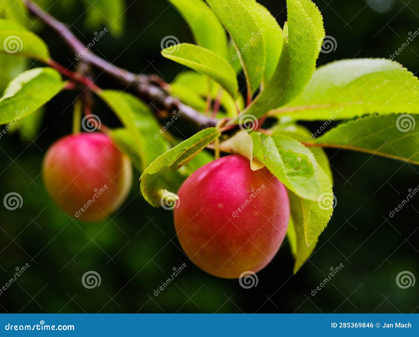 Mirabelle plum tree fruit stock photo. Image of close - 285369846
