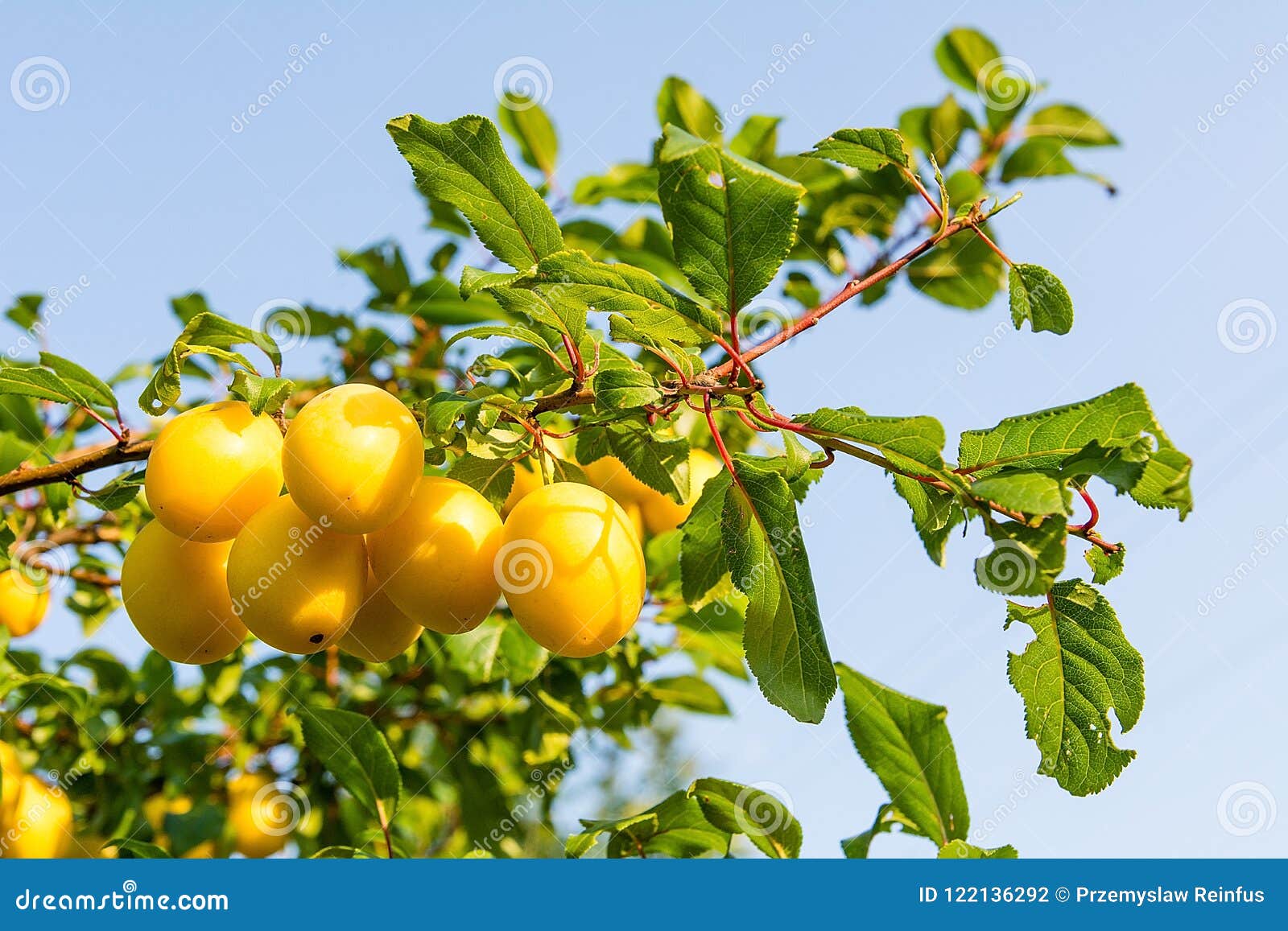Mirabelle plum on the tree stock photo. Image of leaf - 122136292