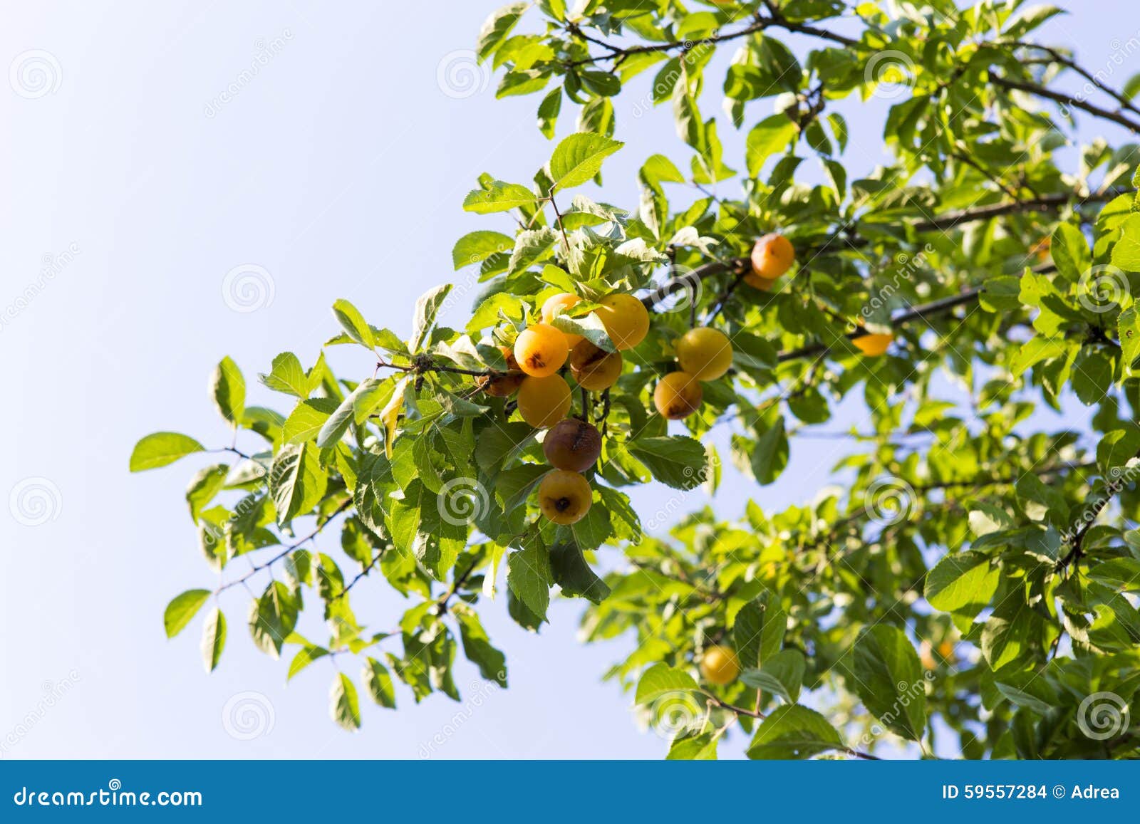 Fresh Made Mirabelle Plum in Tree Stock Photo - Image of garden, sunny ...