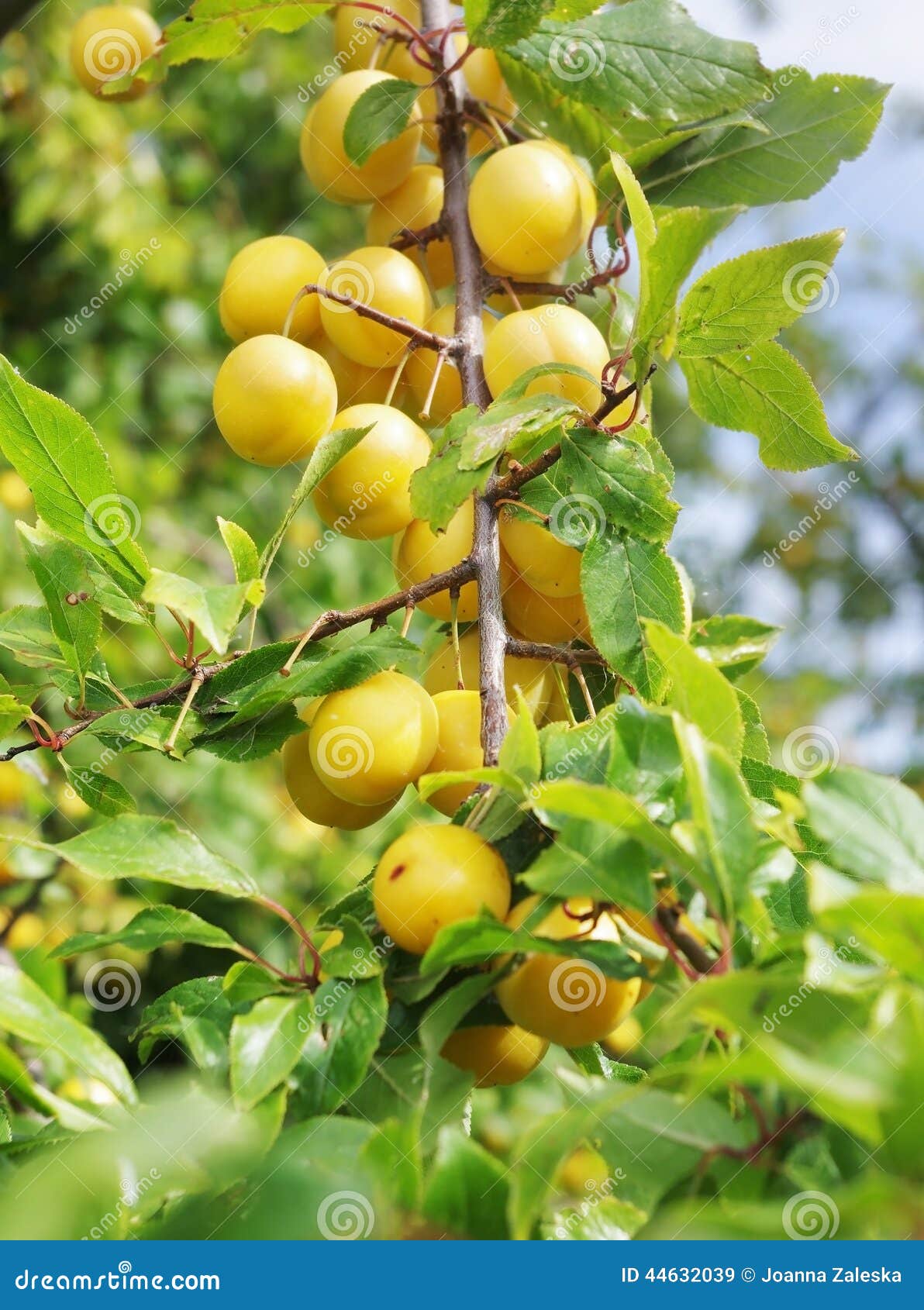 Mirabelle plum stock image. Image of autumn, fall, sweet - 44632039