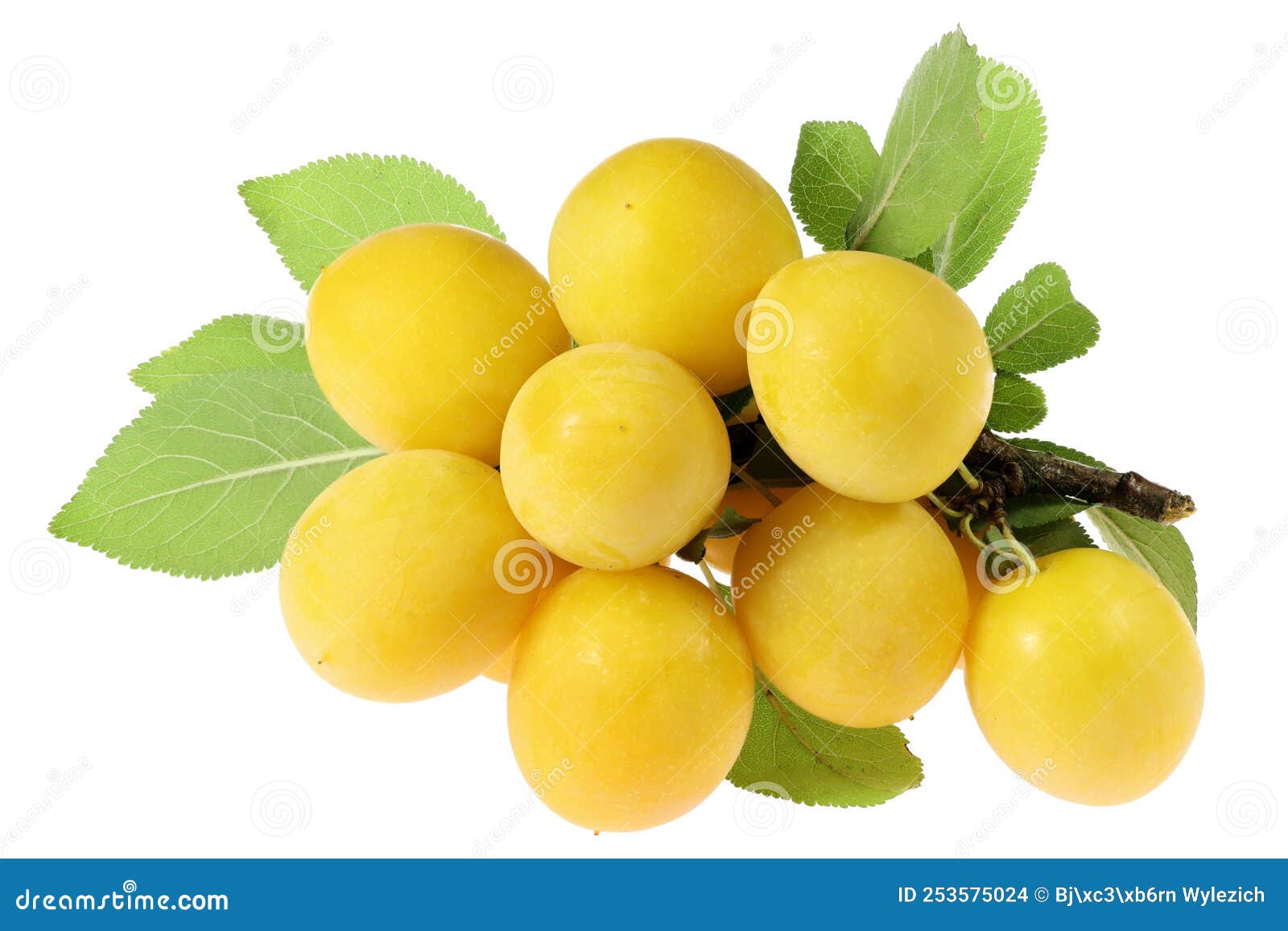 Mirabelle plums stock photo. Image of food, fresh, fruits - 253575024