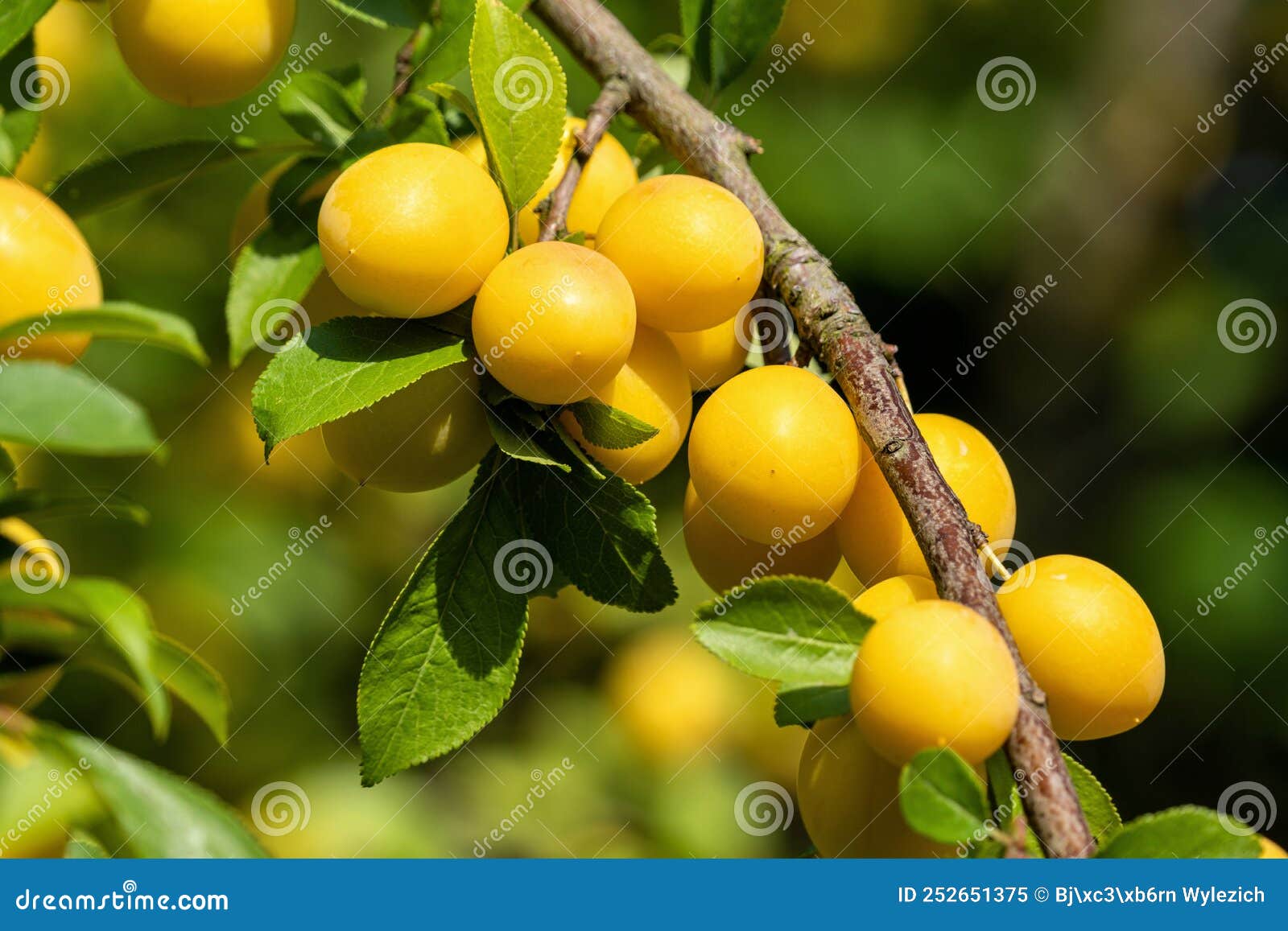 Mirabelle plums stock image. Image of summer, mirabelles - 252651375