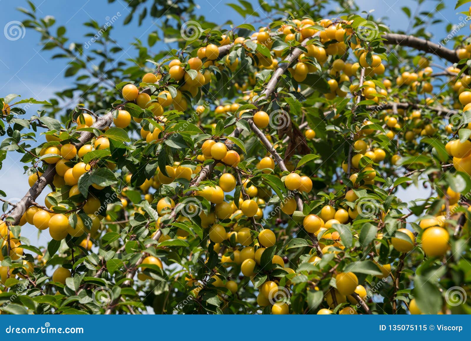 Mirabelle Plums on Tree stock image. Image of branch - 135075115