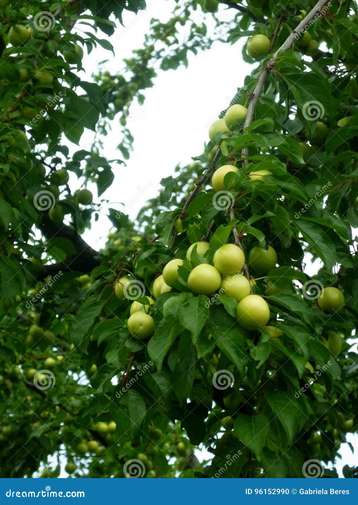Mirabelle tree stock photo. Image of delicious, healthy - 96152990