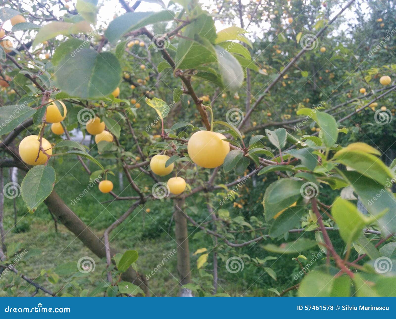 Mirabelle tree stock photo. Image of yellow, mirabelle - 57461578