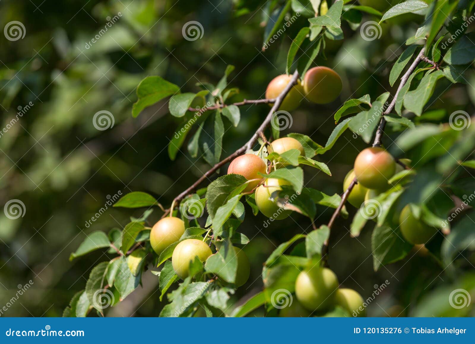 Mirabelles Tree in the Garden Stock Photo - Image of unripe ...