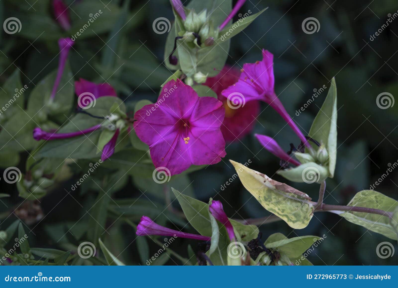 Mirabilis Jalapa Bright Pink Flower Stock Image - Image of nature ...