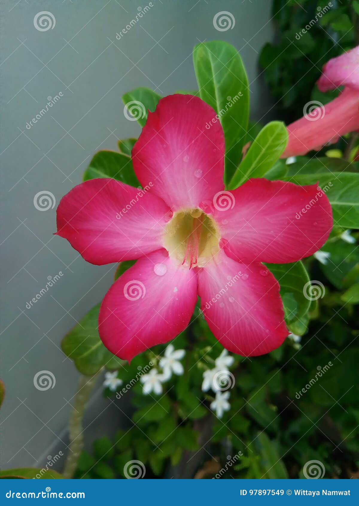 Mirabilis stock image. Image of garden, flower, beautiful - 97897549