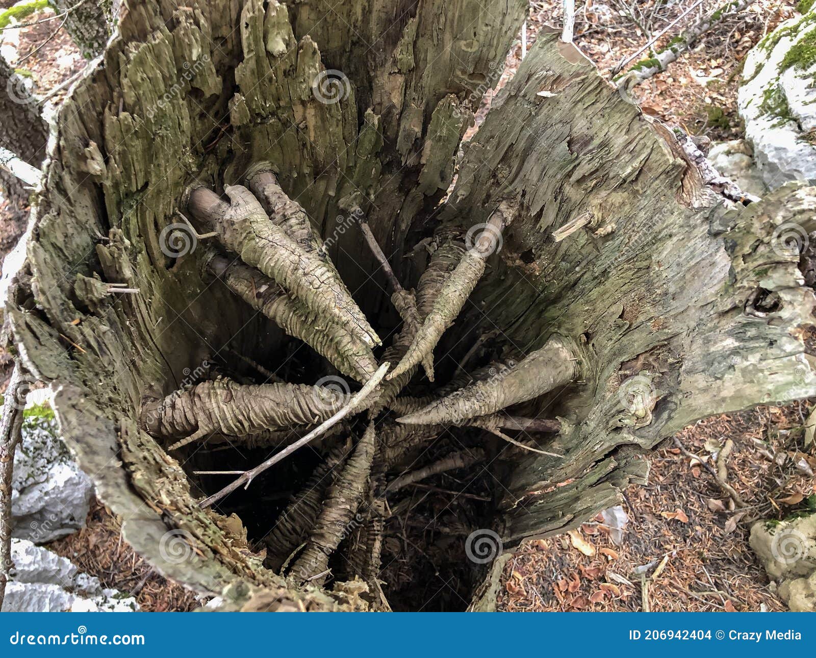 The Miracle of Creation in the Inner Trunk of a Dead Tree Stock Photo ...