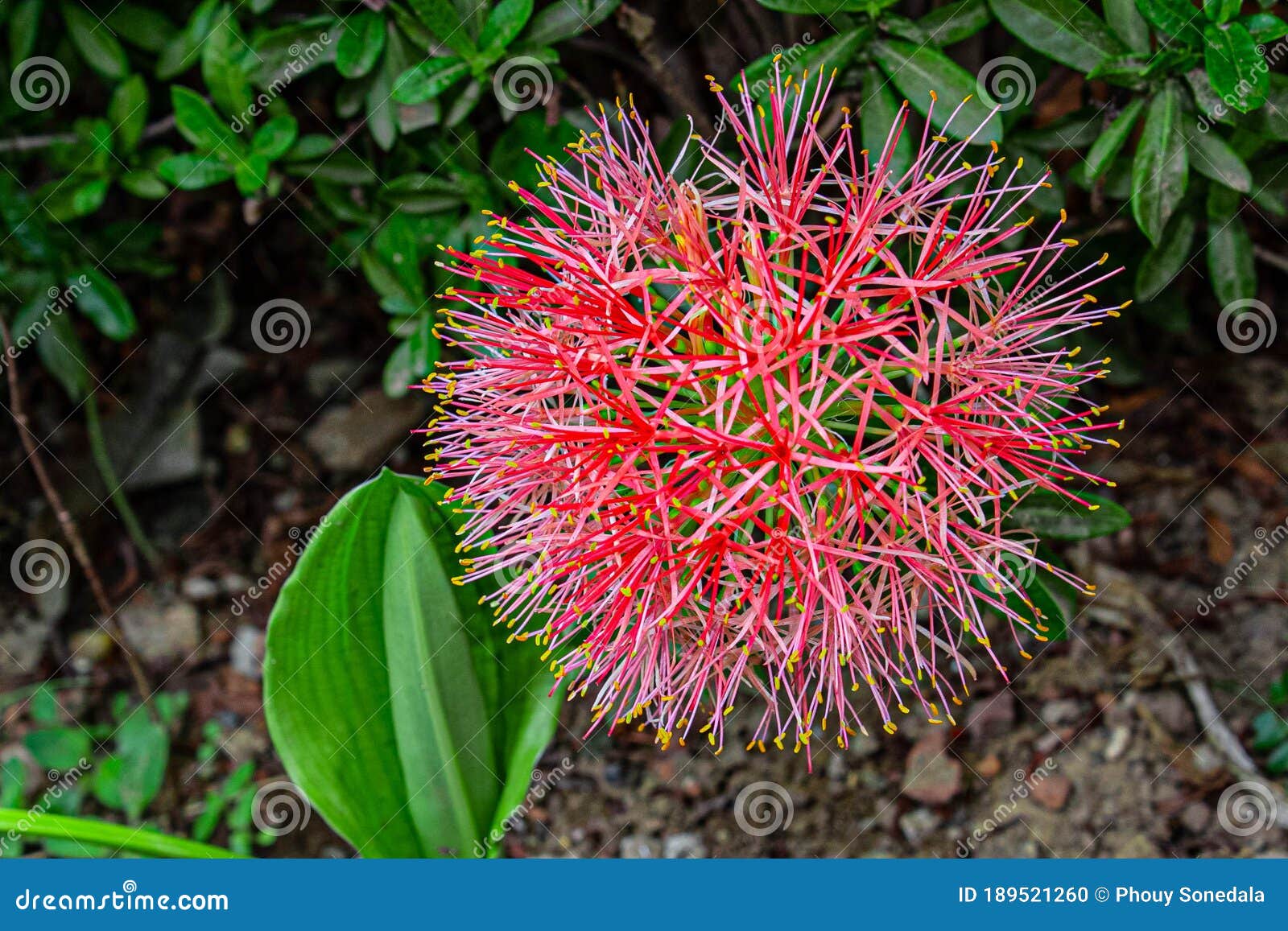 Miracle flower stock photo. Image of miracle, thai, land - 189521260