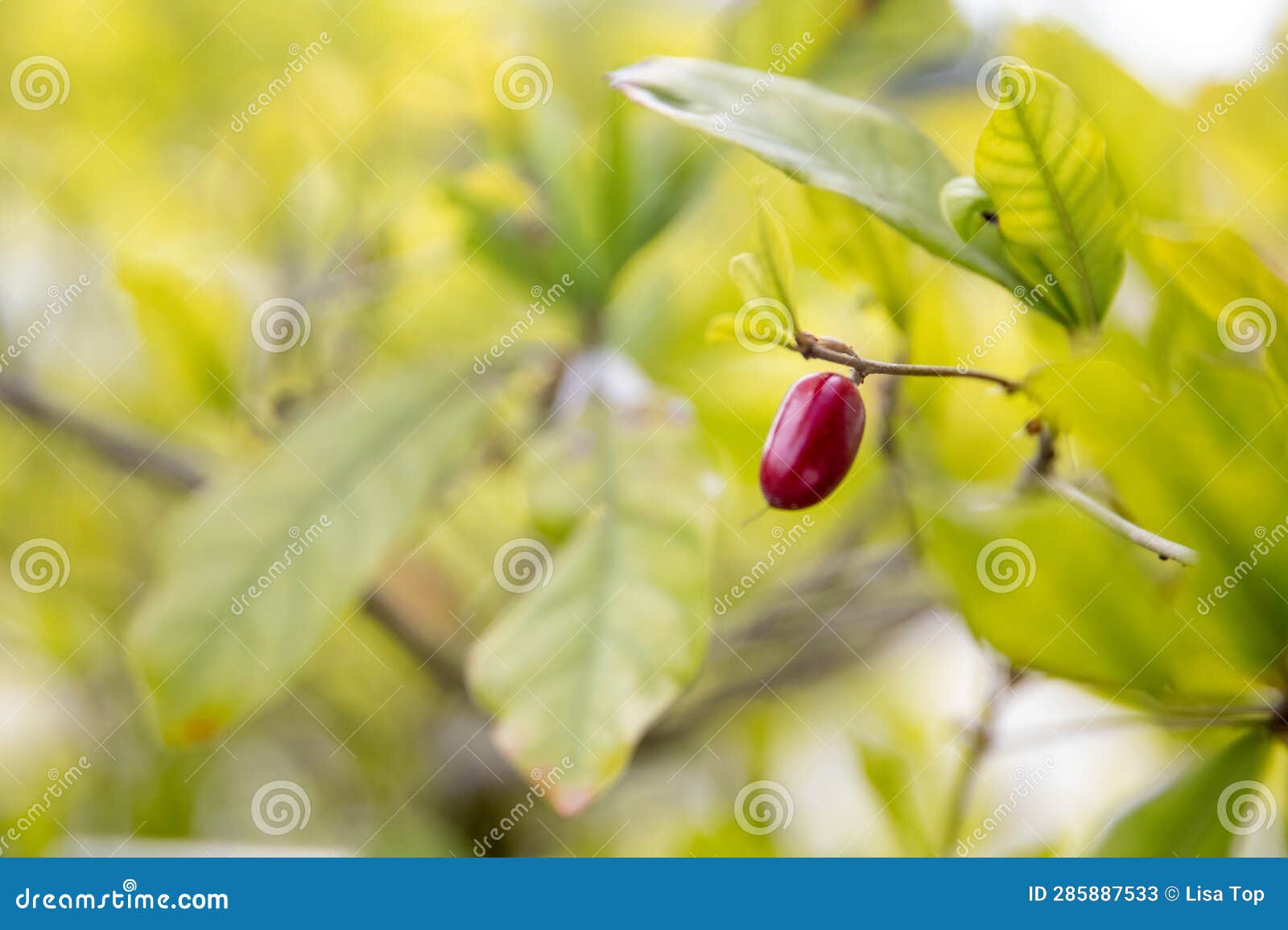 Miracle Fruit Berry stock image. Image of bumelia, single - 285887533