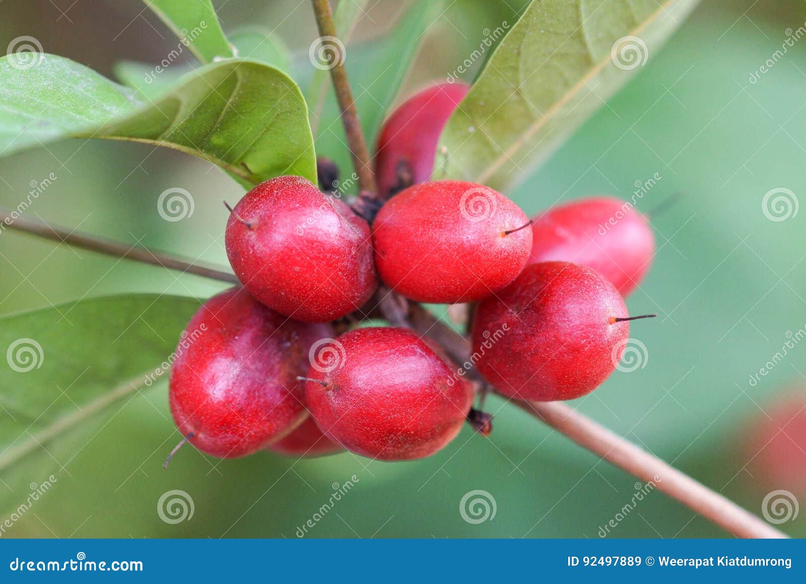 Red Miracle Fruit On The Tree With Green Leaves, Isolated With Blurred ...