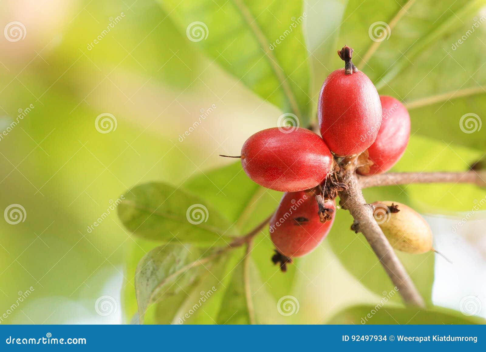 Miracle fruit stock photo. Image of tree, holding, growth - 92497934