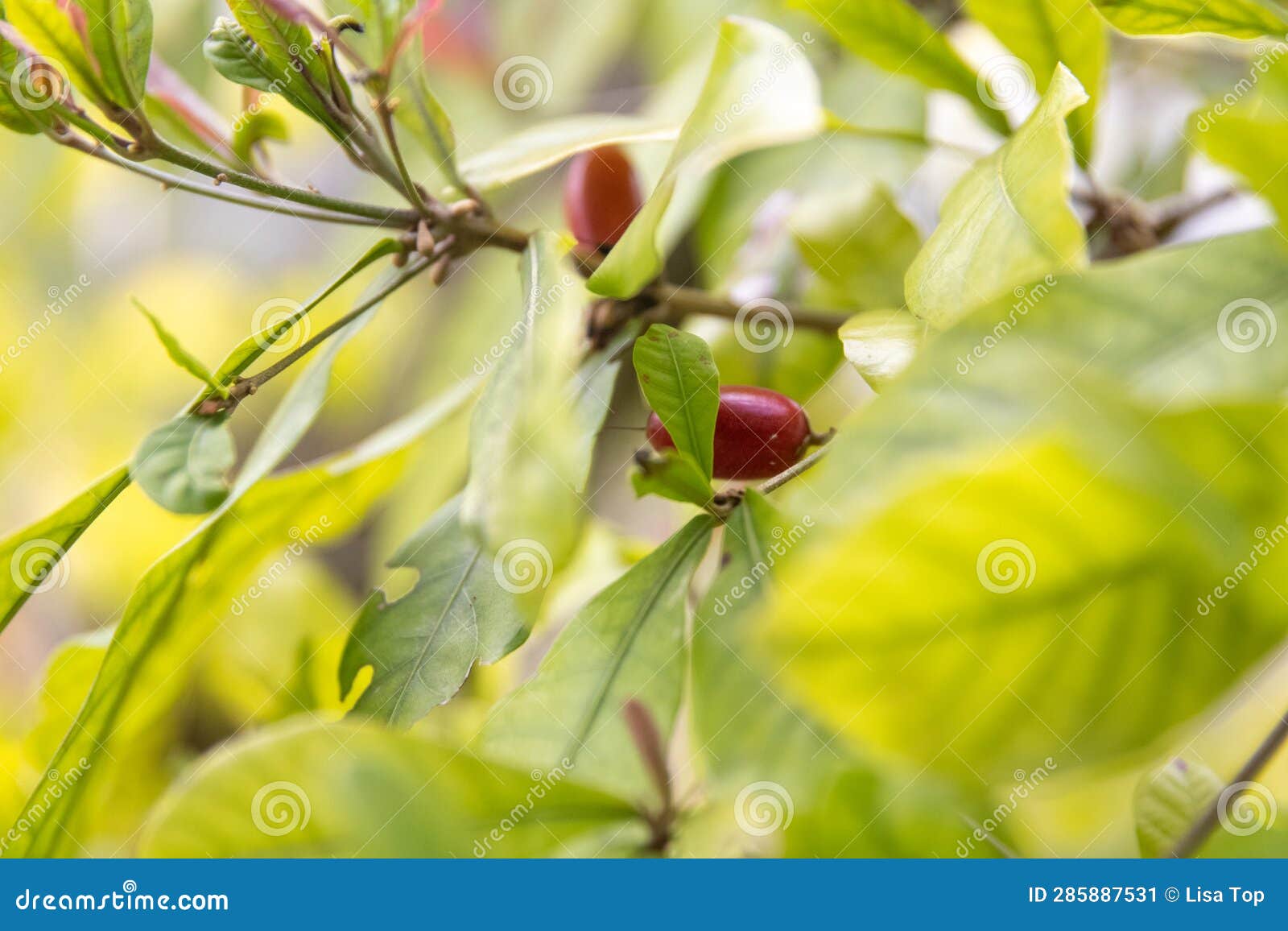 Agbayun Stock Photos - Free & Royalty-Free Stock Photos from Dreamstime