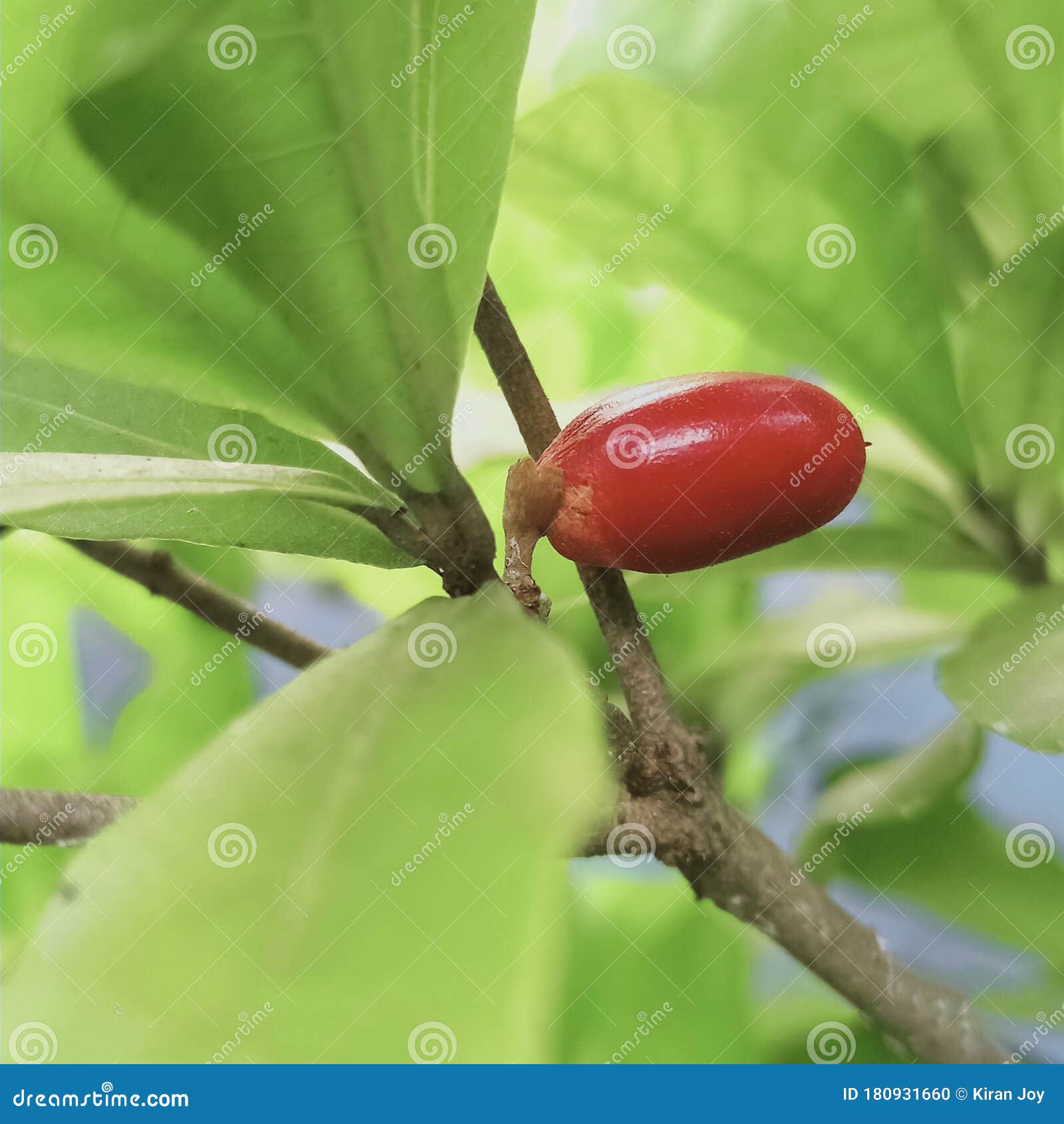 Red Miracle Fruit On The Tree With Green Leaves, Isolated With Blurred ...