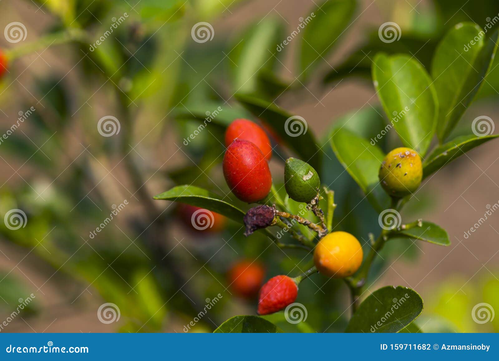 Miracle fruit on tree stock photo. Image of autumn, background - 159711682